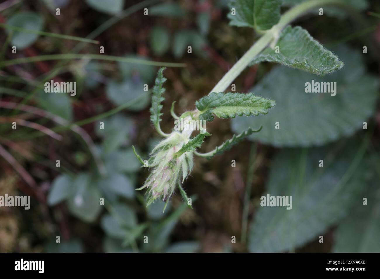 common hedge-nettle (Betonica officinalis) Plantae Stock Photo - Alamy