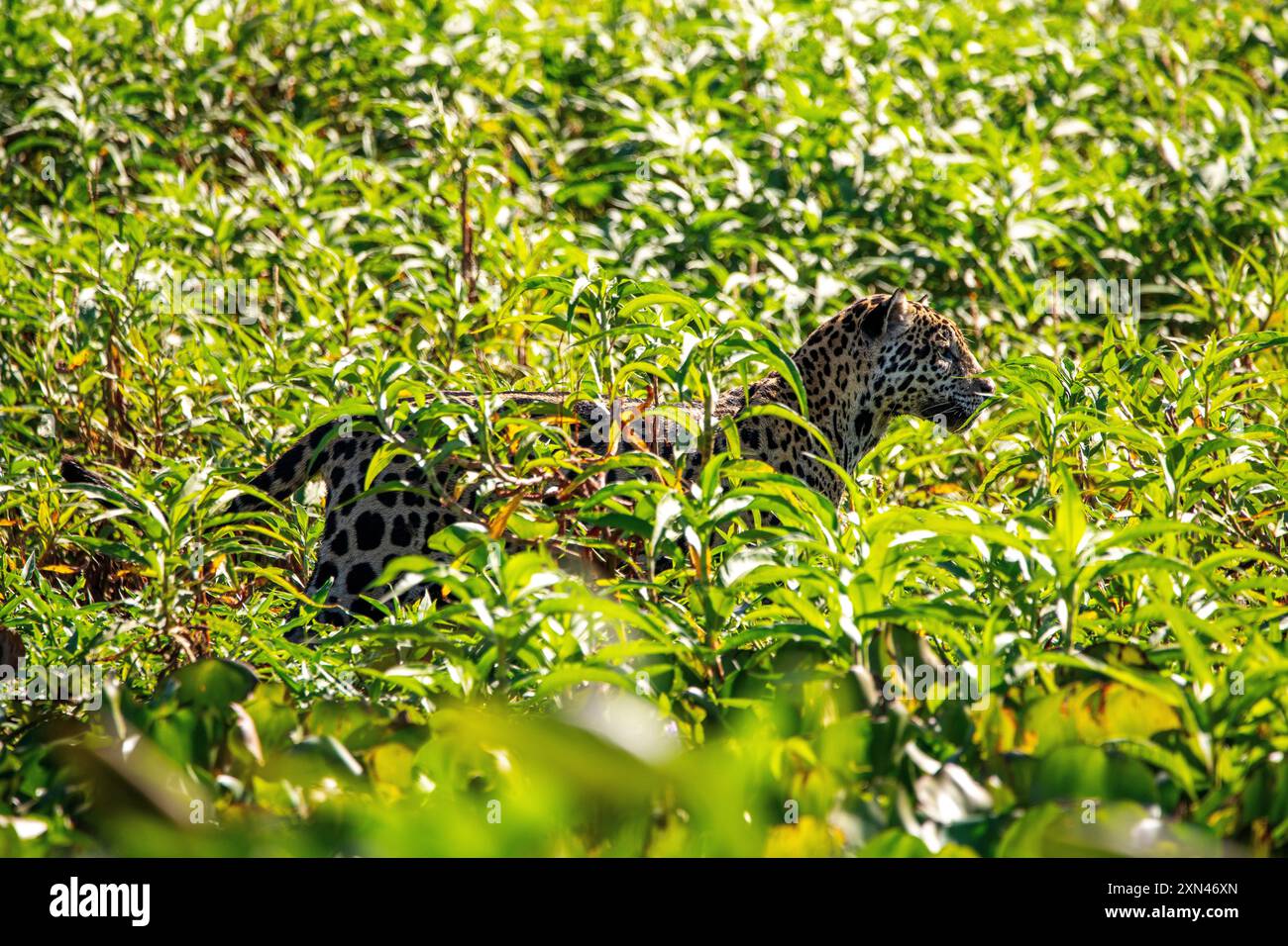 Jaguar, the biggest South American cat, Meeting of Waters Park the best ...