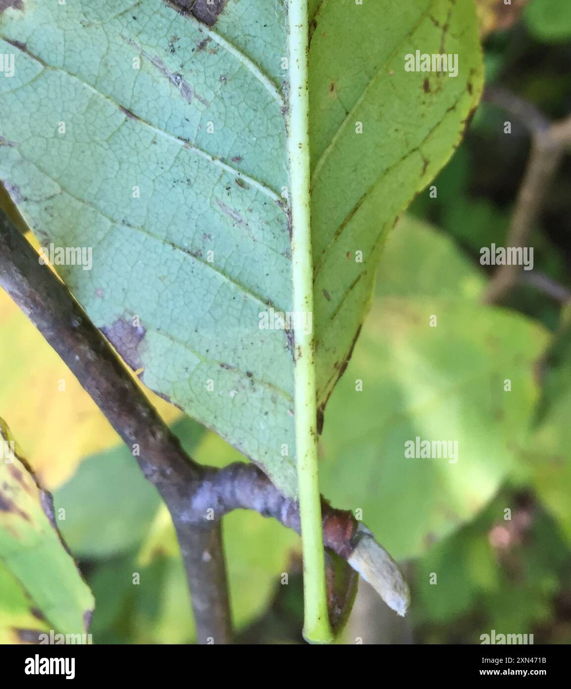 Cucumber-tree (Magnolia acuminata) Plantae Stock Photo - Alamy