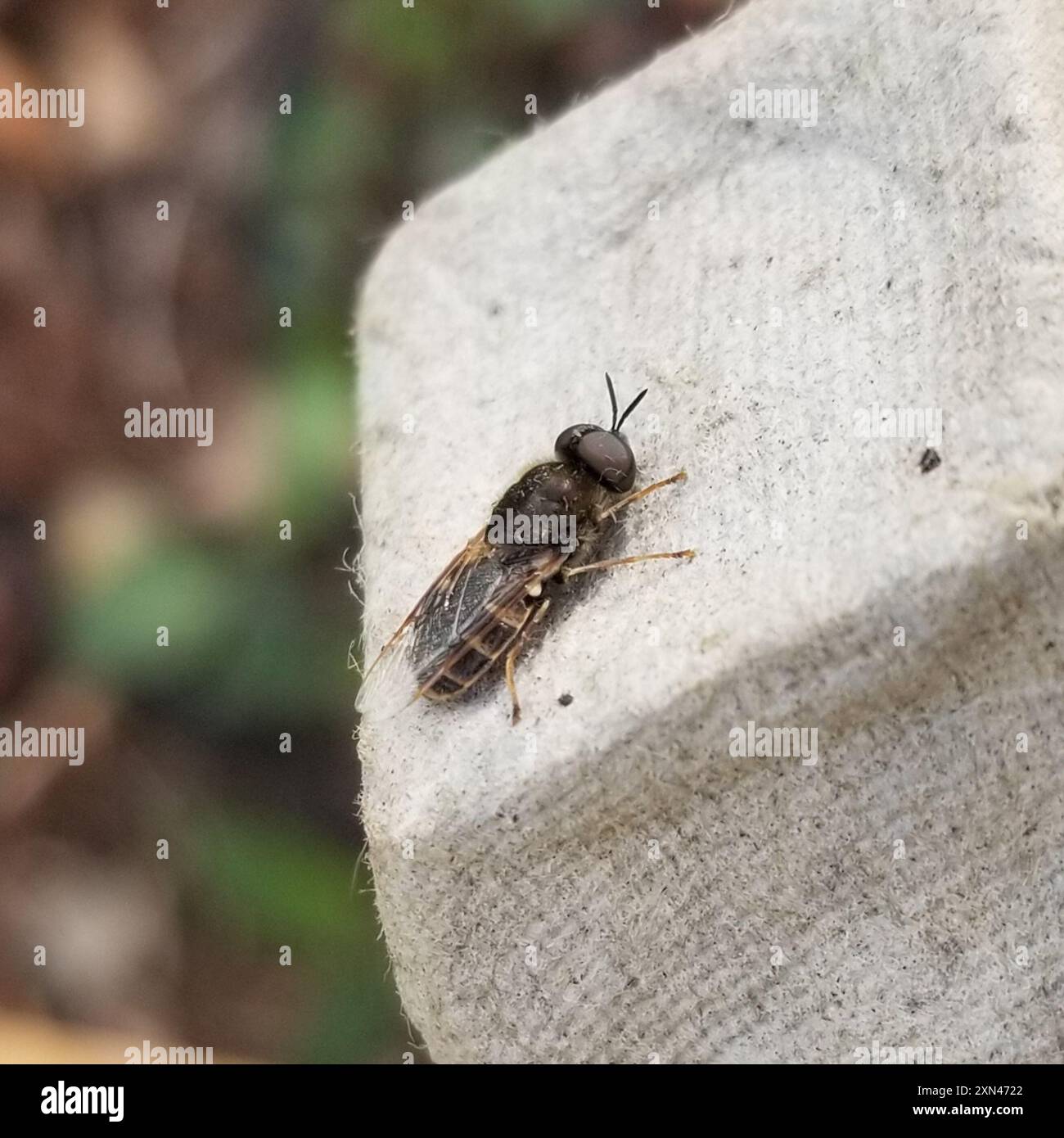 Soldier Flies (Stratiomyidae) Insecta Stock Photo - Alamy
