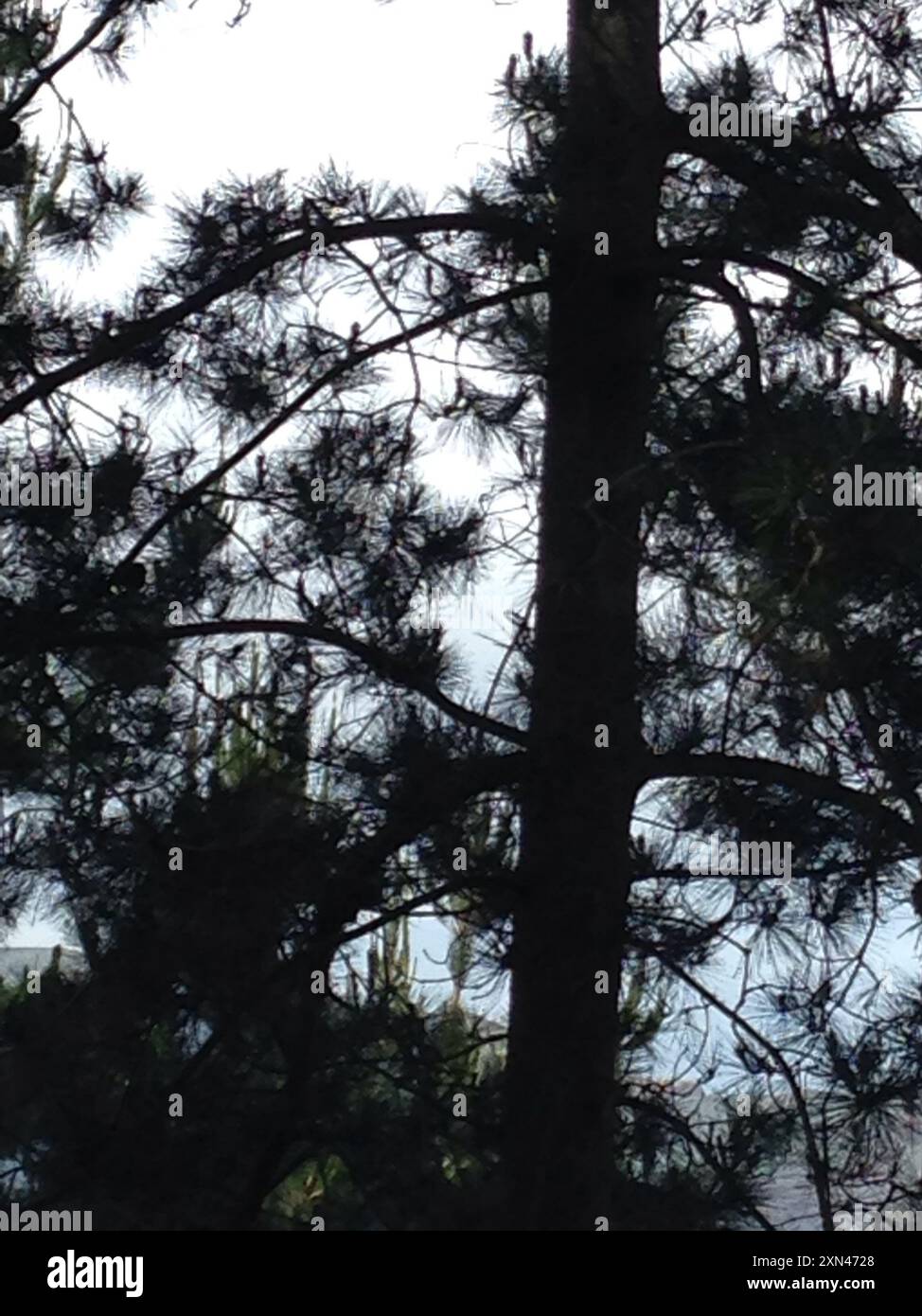 conifers (Pinales) Plantae Stock Photo - Alamy