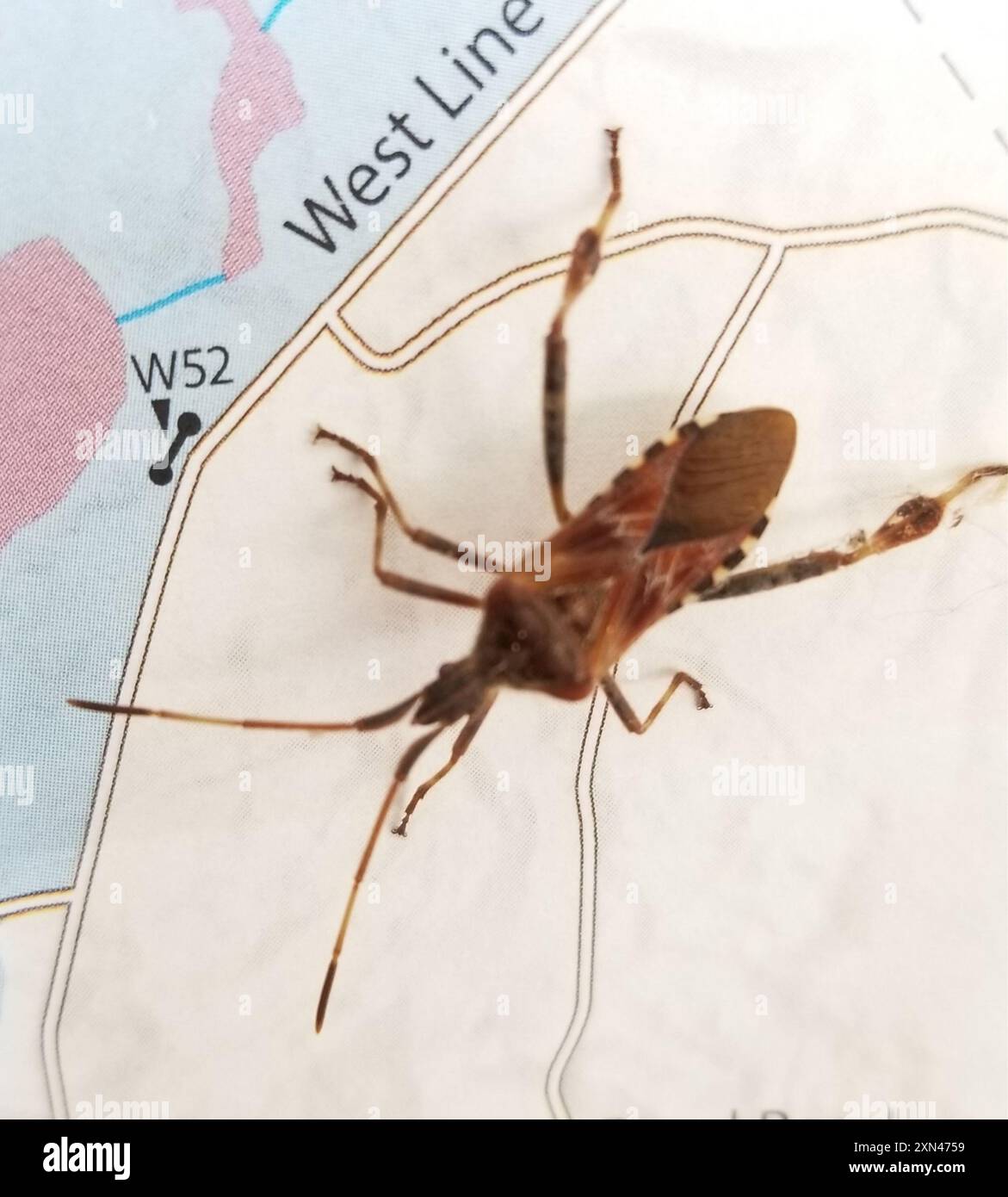 Western Conifer Seed Bug (Leptoglossus occidentalis) Insecta Stock ...