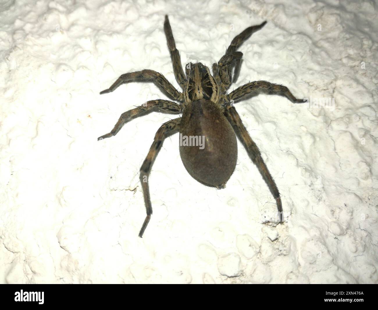 Radiated Wolf Spider (Hogna radiata) Arachnida Stock Photo - Alamy