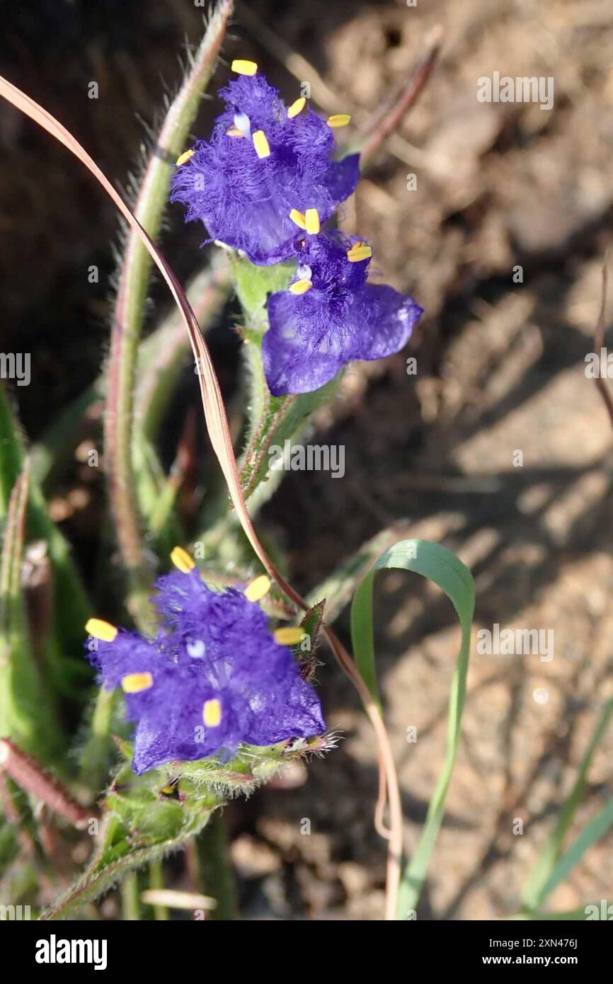 Showy Blue Ear (Cyanotis speciosa) Plantae Stock Photo - Alamy