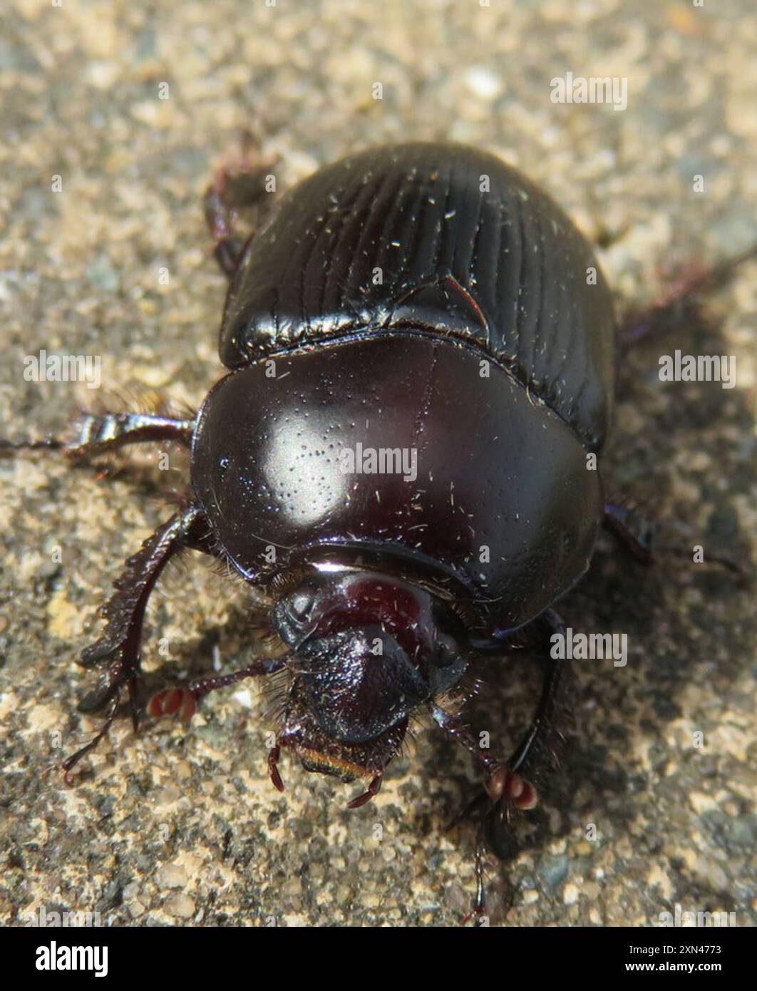 Common Dor Beetle (Geotrupes stercorarius) Insecta Stock Photo - Alamy