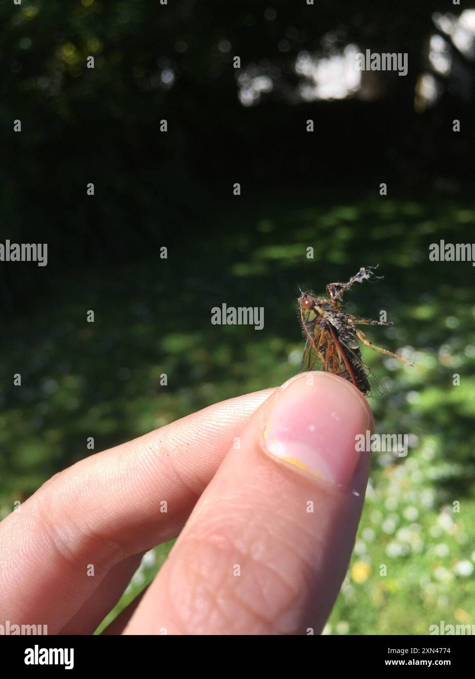 Variable Cicada (Kikihia muta) Insecta Stock Photo - Alamy