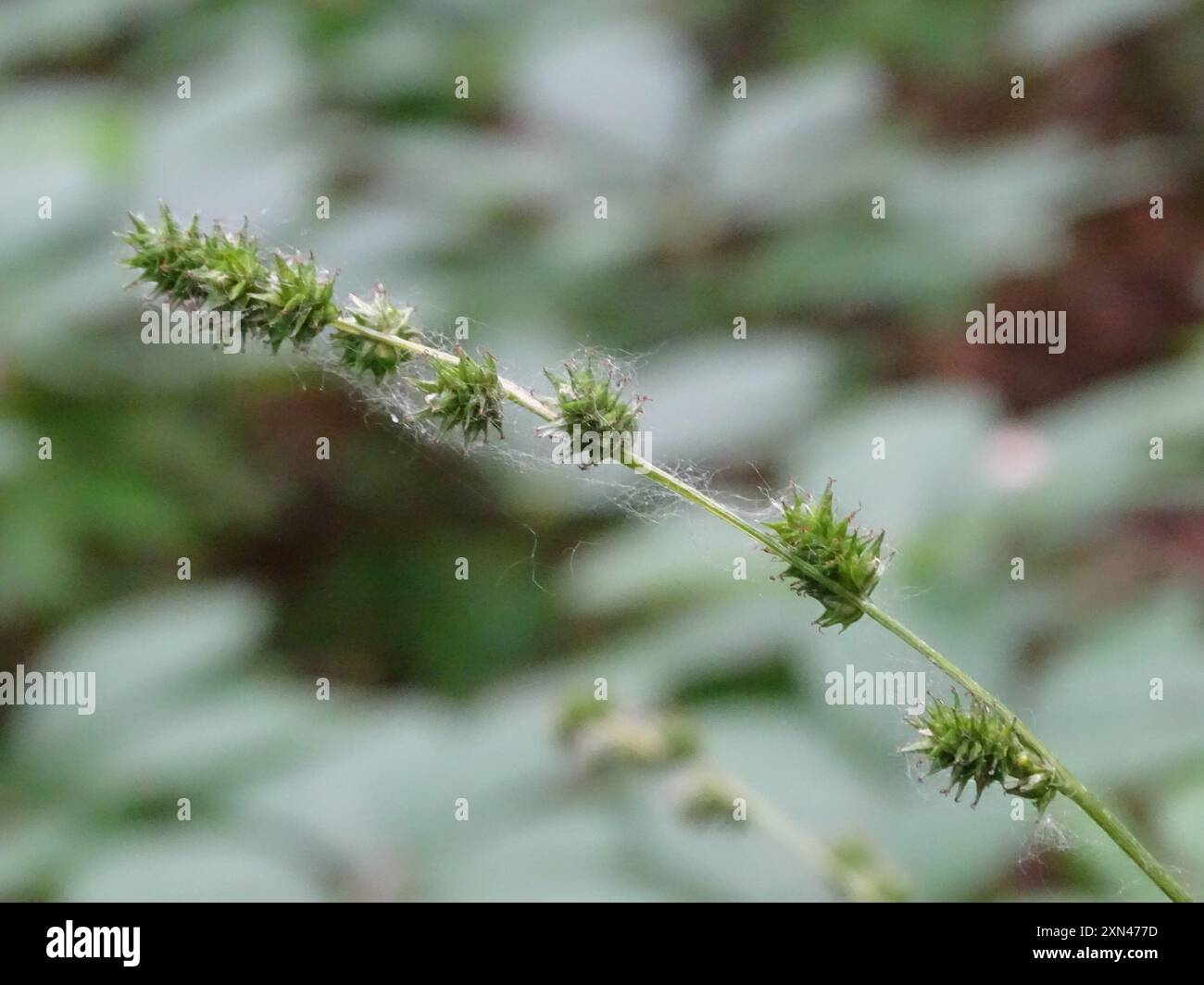 bur reed sedge (Carex sparganioides) Plantae Stock Photo - Alamy