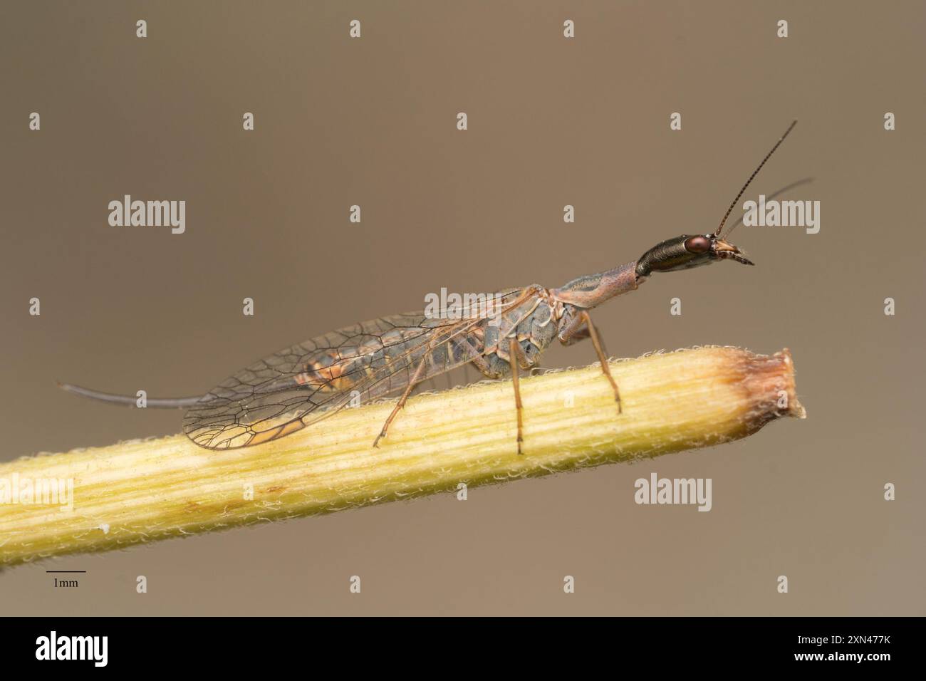 Common Snakeflies (Agulla) Insecta Stock Photo - Alamy