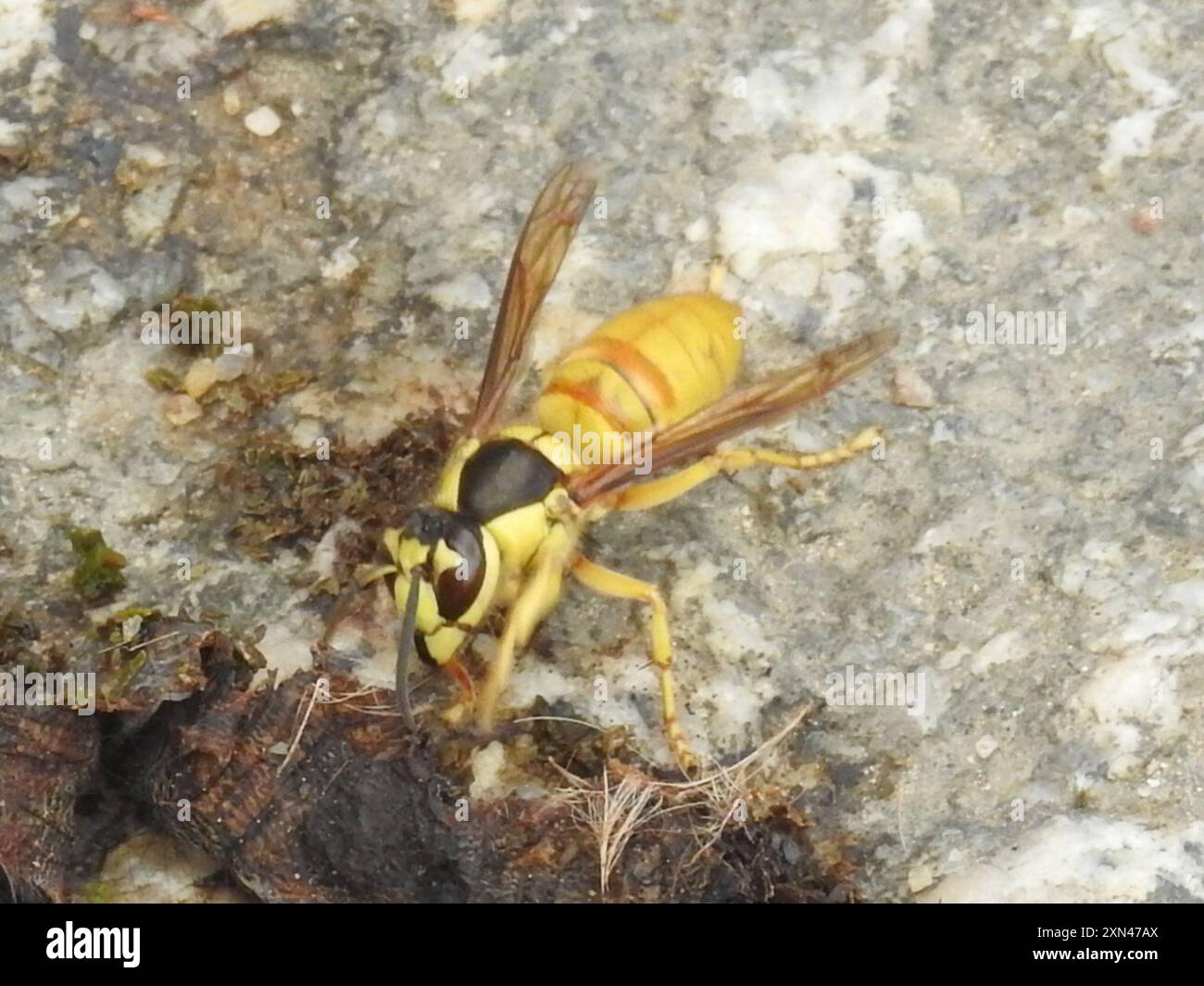 Vespa bicolor hi-res stock photography and images - Alamy