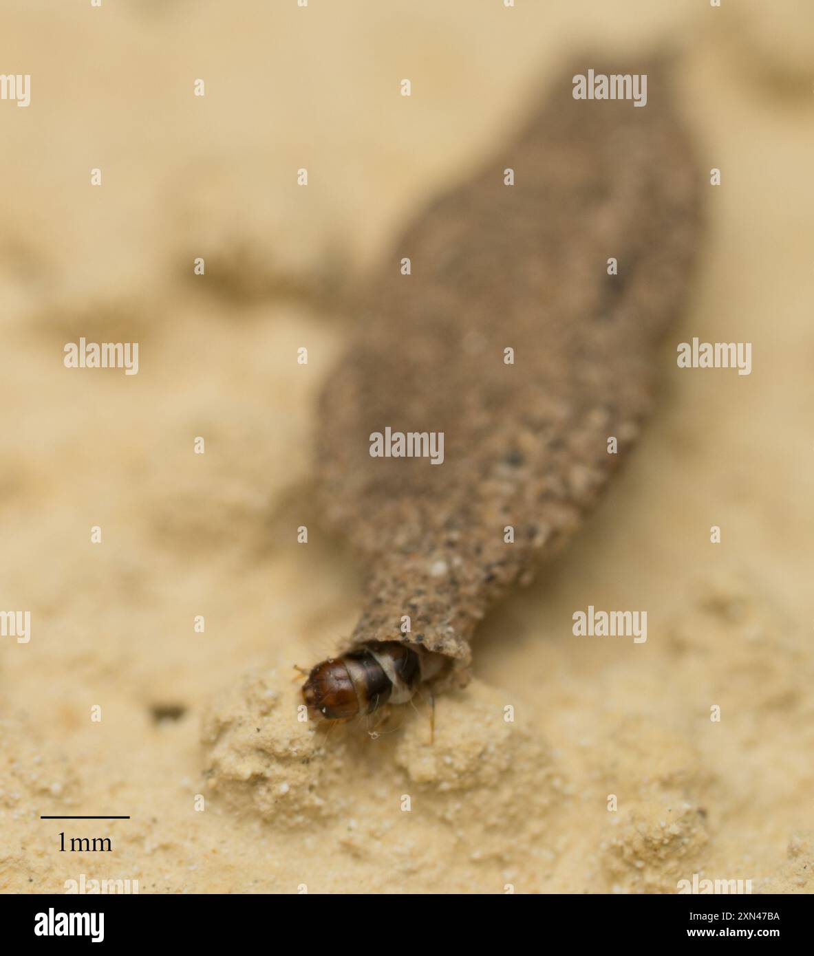 Phereoeca hi-res stock photography and images - Alamy