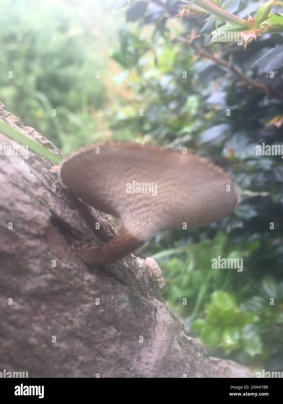 Spring Polypore (Lentinus arcularius) Fungi Stock Photo - Alamy