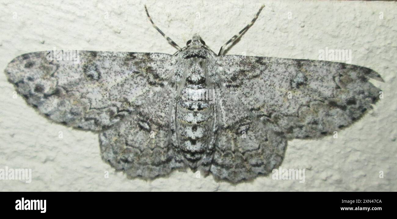 Geometer Moths (Geometridae) Insecta Stock Photo - Alamy