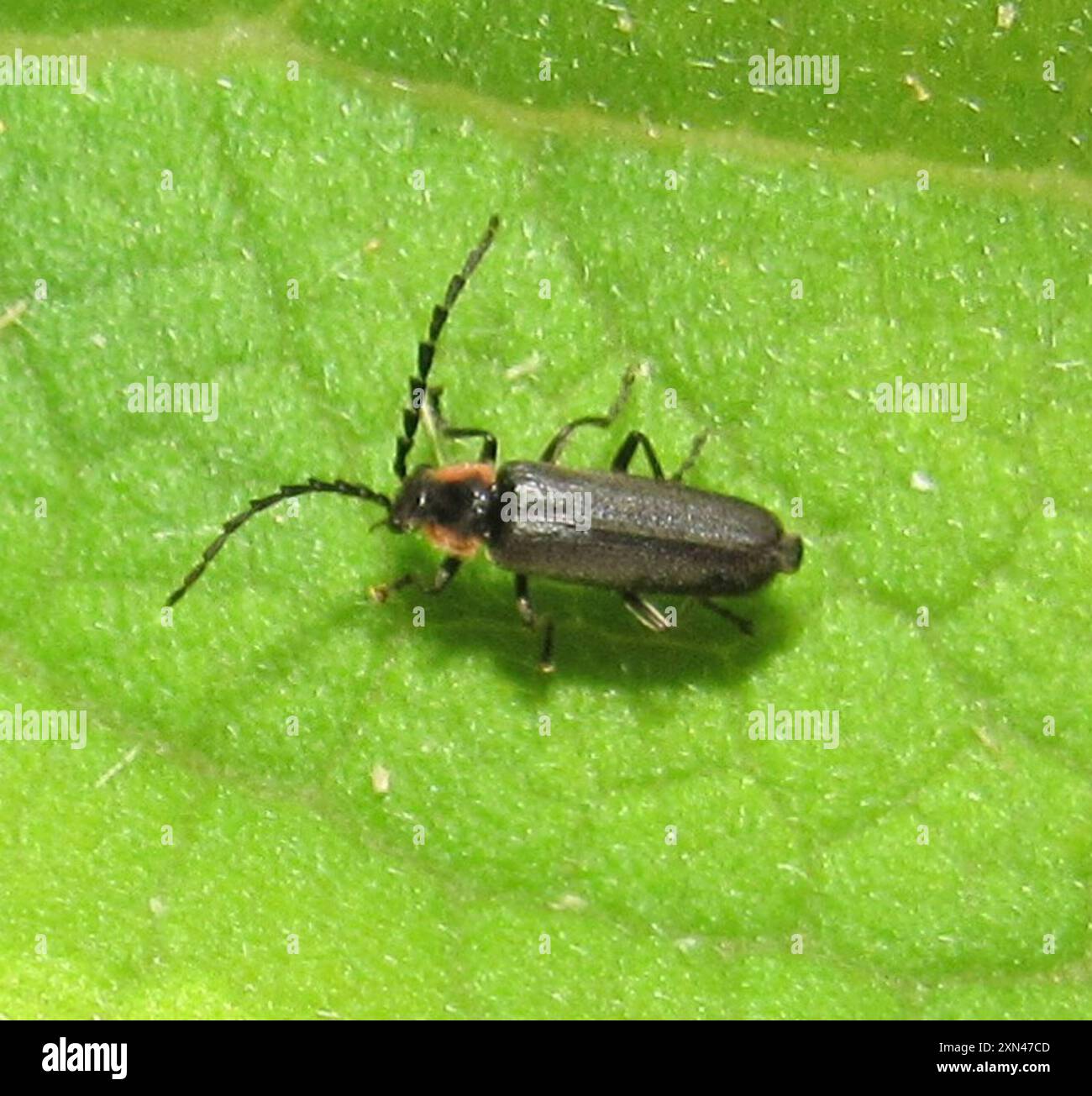 Soldier Beetles (Cantharidae) Insecta Stock Photo - Alamy