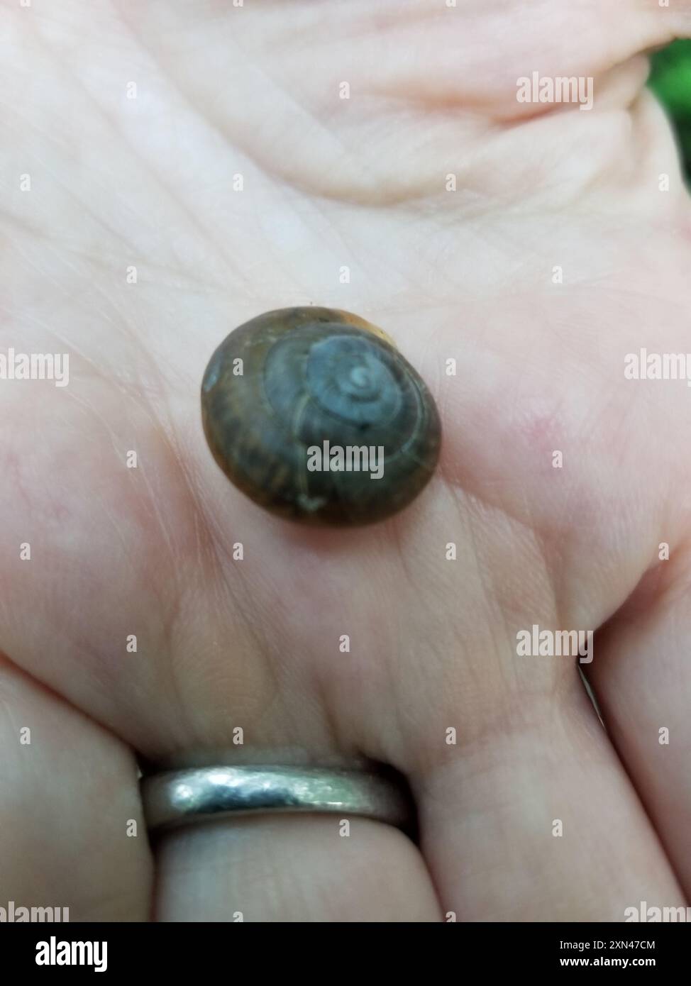 White-lip Globe Snail (Mesodon thyroidus) Mollusca Stock Photo - Alamy