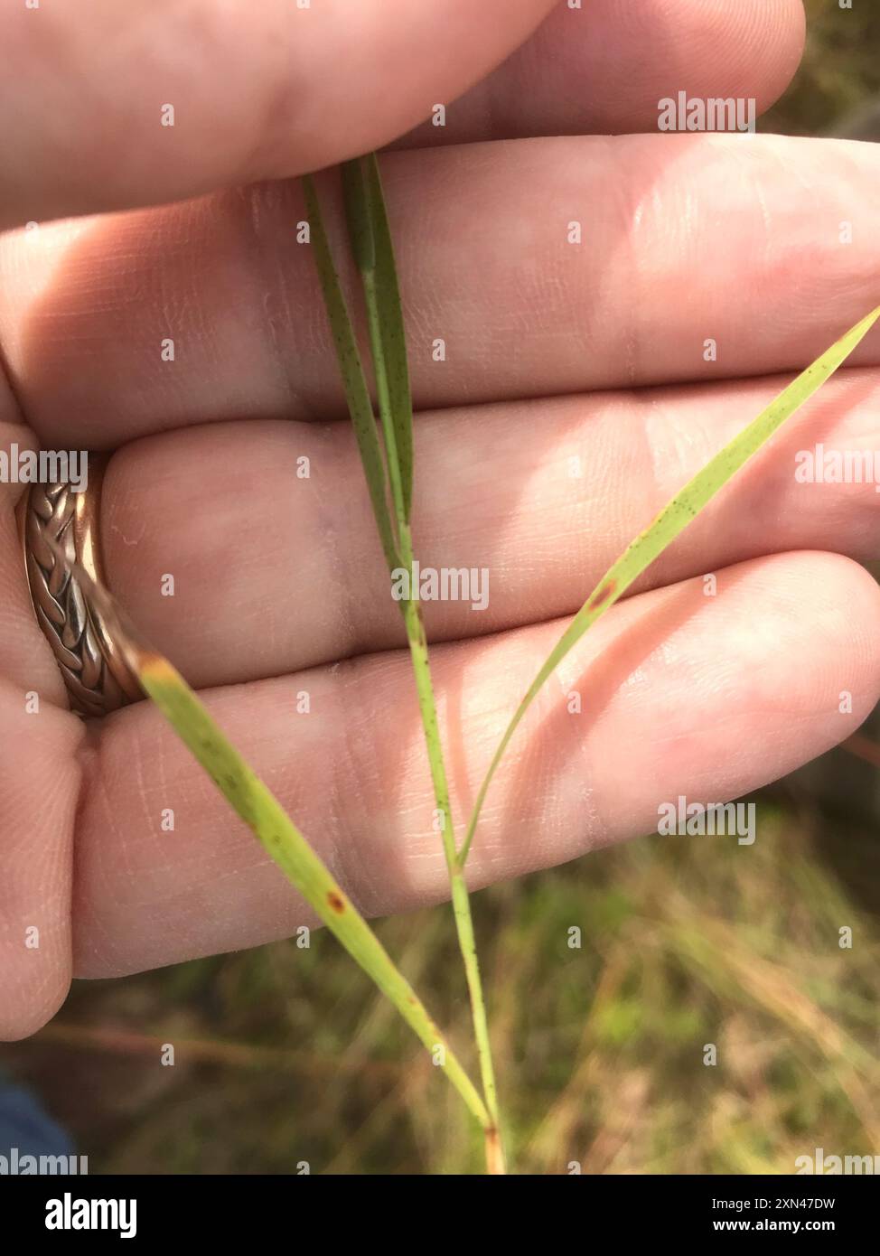 Fall Witchgrass (Digitaria cognata) Plantae Stock Photo - Alamy