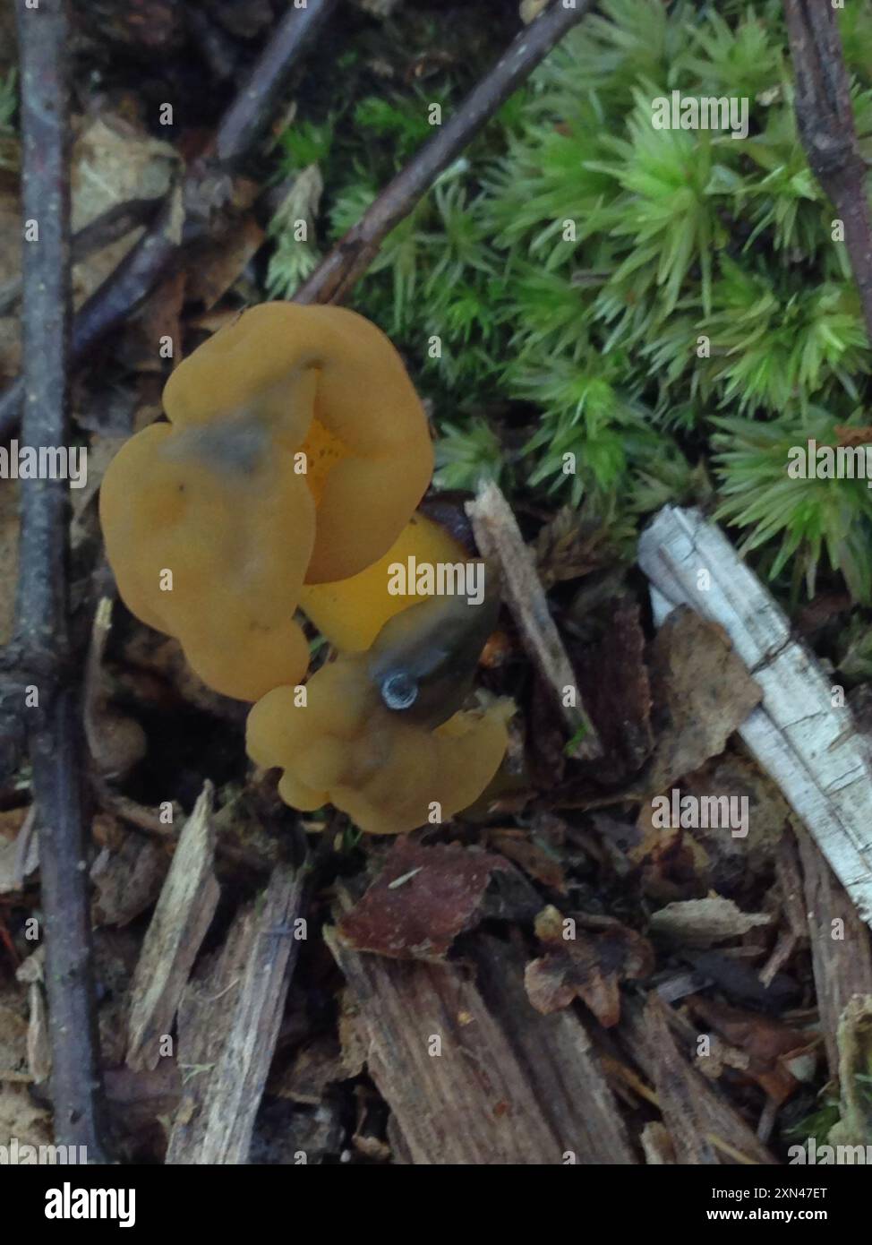Ochre Jelly Club (Leotia lubrica) Fungi Stock Photo - Alamy