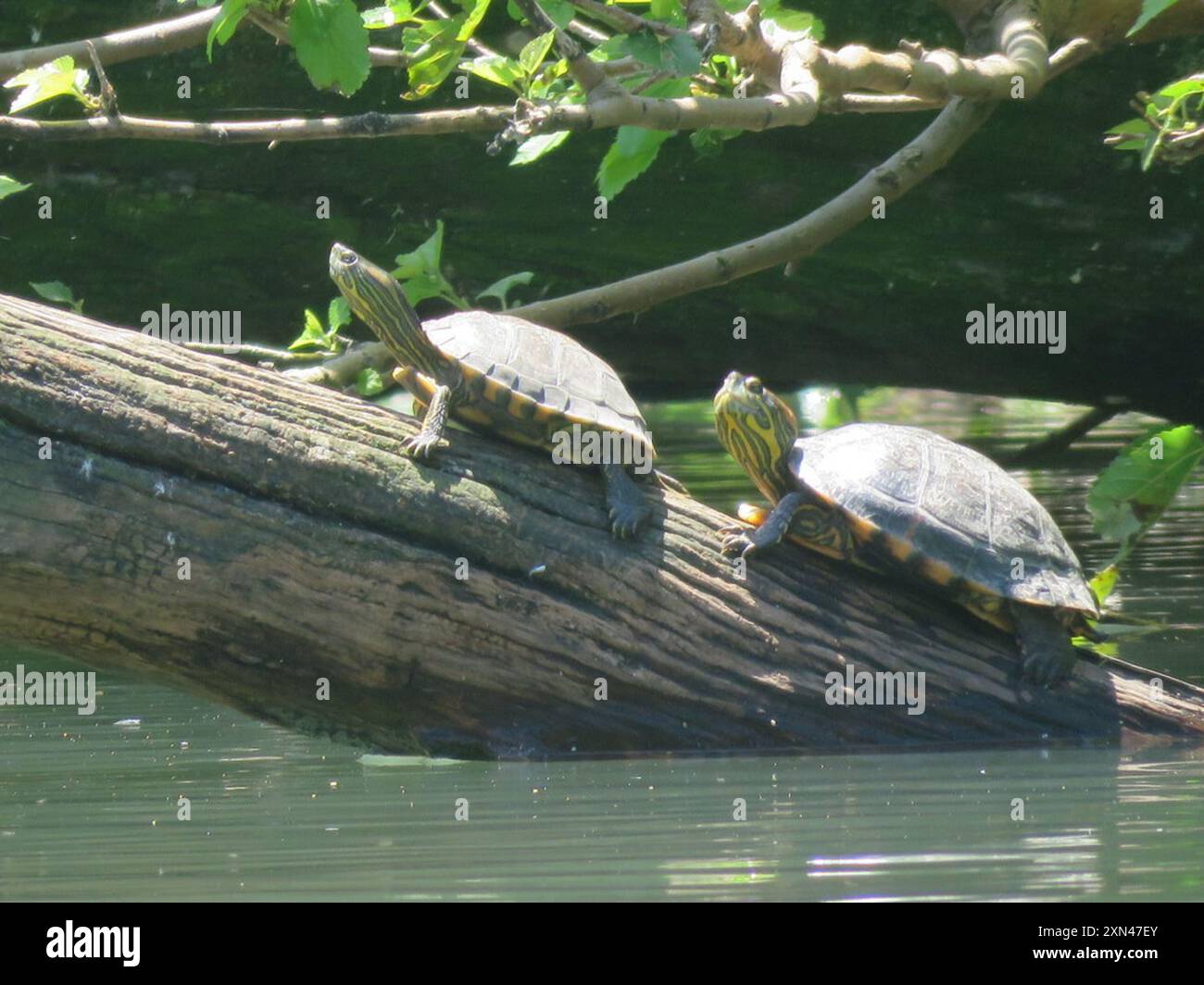 Trachemys dorbigni dorbigni hi-res stock photography and images - Alamy
