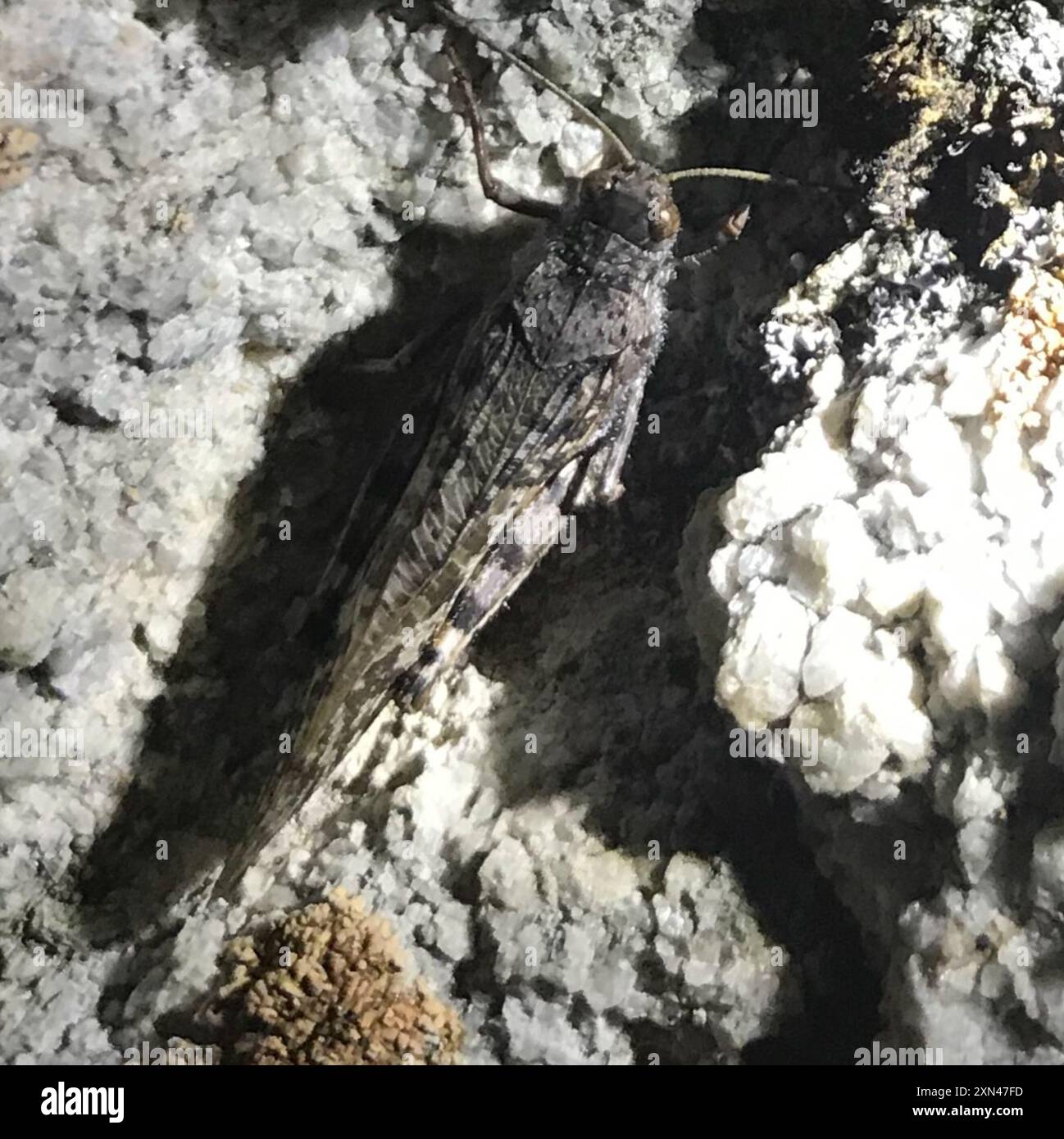 (Angaracris barabensis) Insecta Stock Photo - Alamy