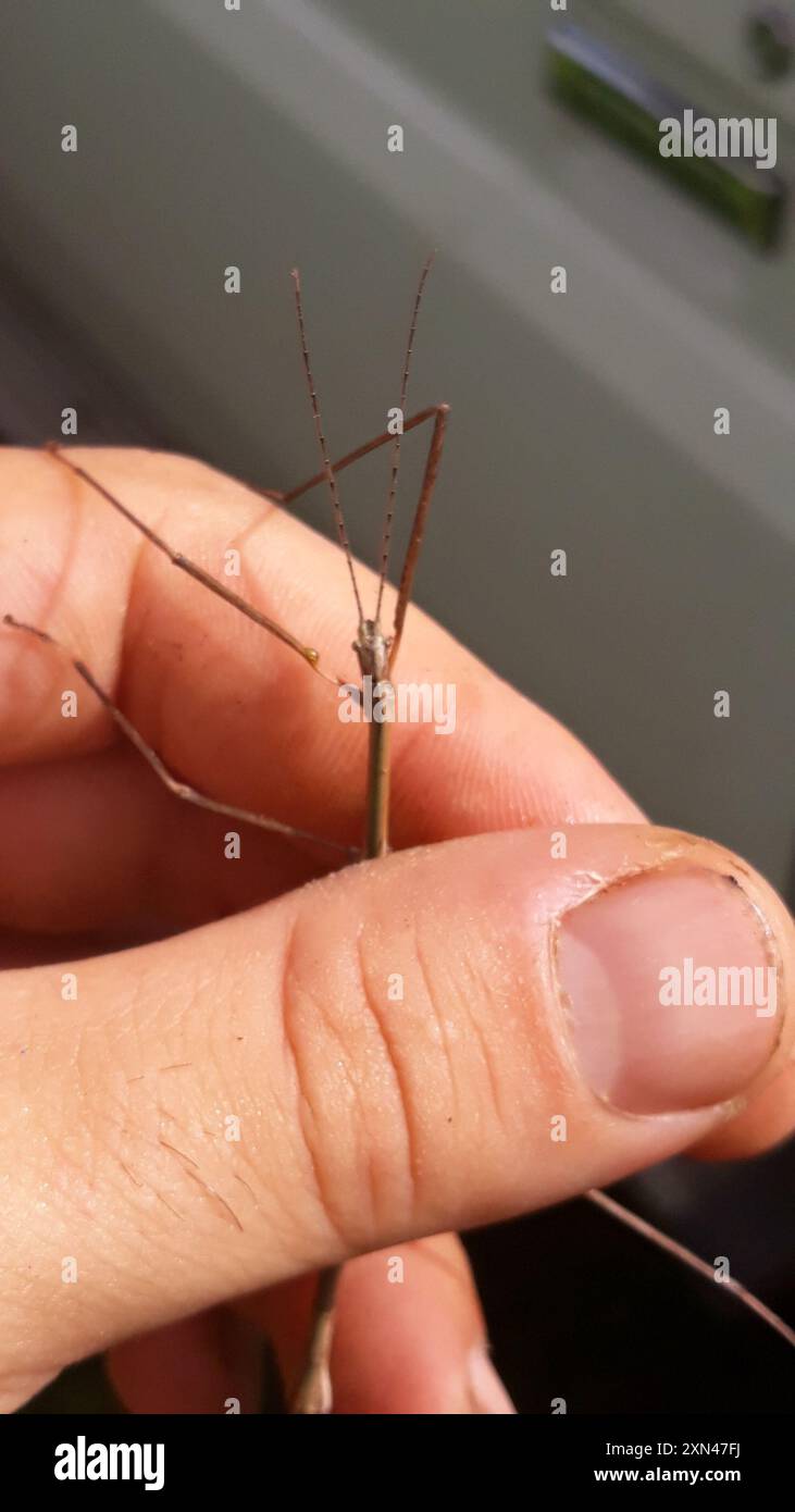 Smooth Stick Insect (Clitarchus hookeri) Insecta Stock Photo - Alamy