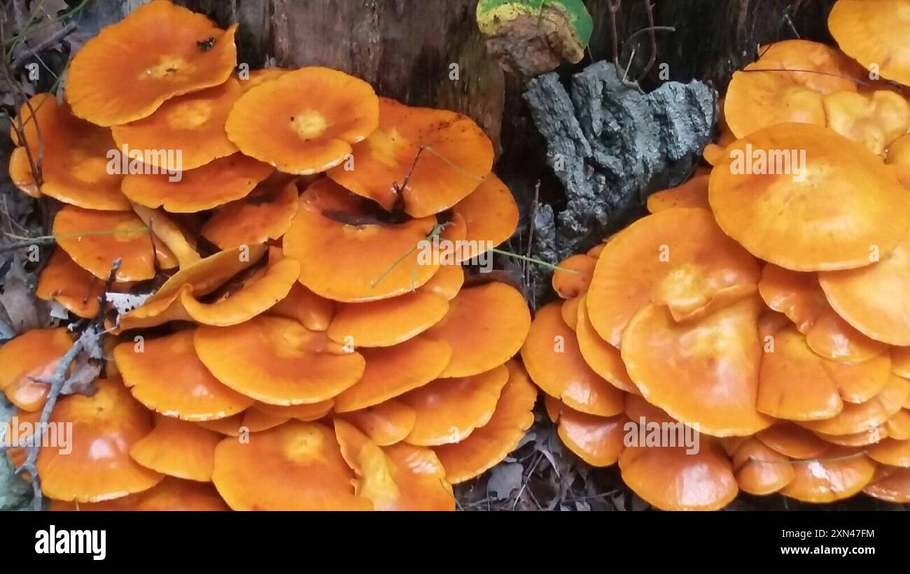 Velvet Foot (Flammulina velutipes) Fungi Stock Photo - Alamy