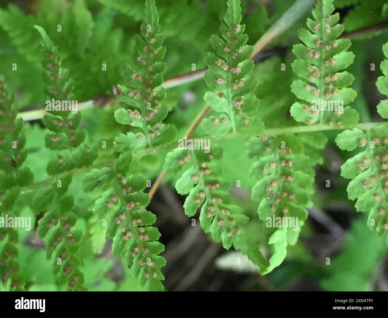 bulblet fern (Cystopteris bulbifera) Plantae Stock Photo - Alamy