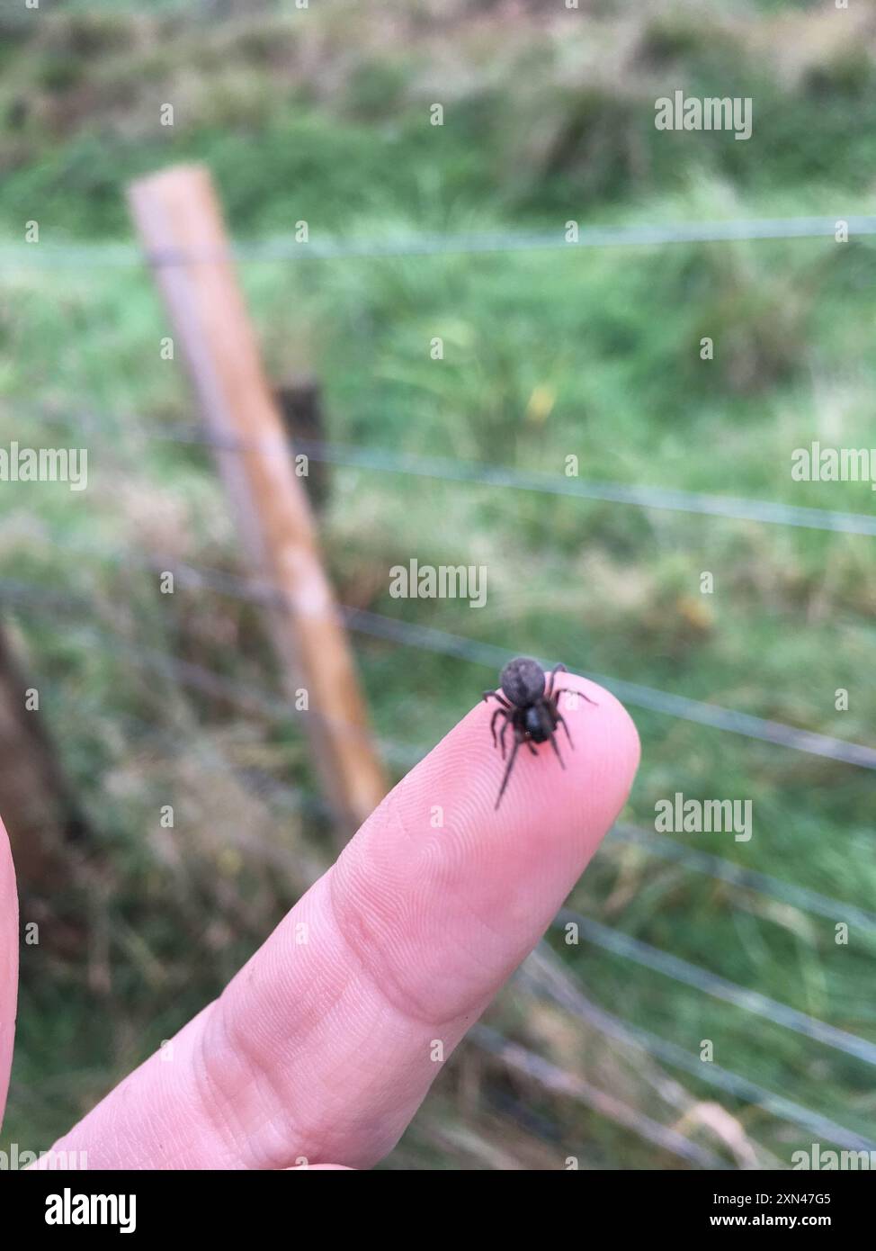 Grey House Spider (Badumna longinqua) Arachnida Stock Photo - Alamy