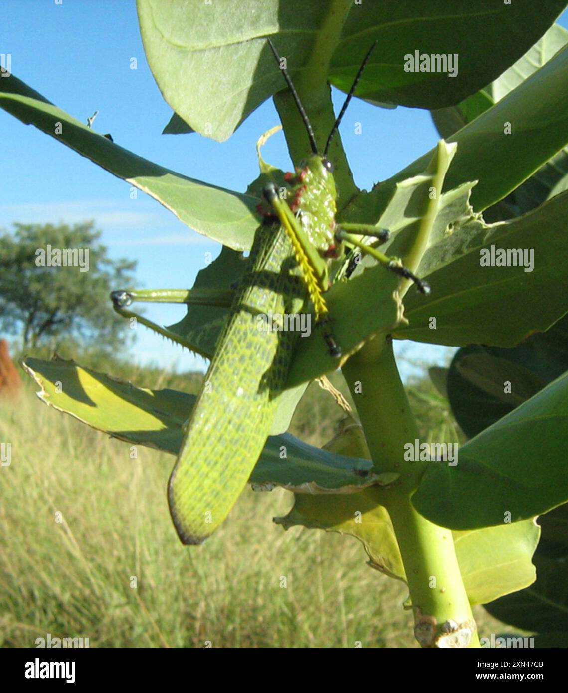 Phymateus viridipes hi-res stock photography and images - Alamy