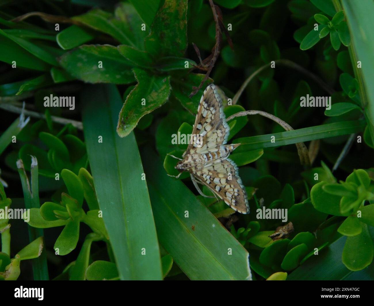 Stained-glass Moth (Samea castellalis) Insecta Stock Photo - Alamy