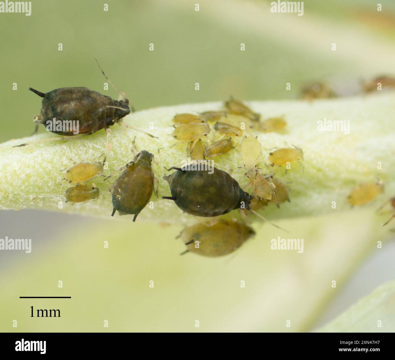 Melon aphid hi-res stock photography and images - Alamy