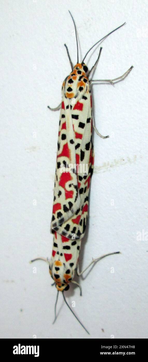 Crimson-speckled Flunkey (Utetheisa pulchella) Insecta Stock Photo - Alamy