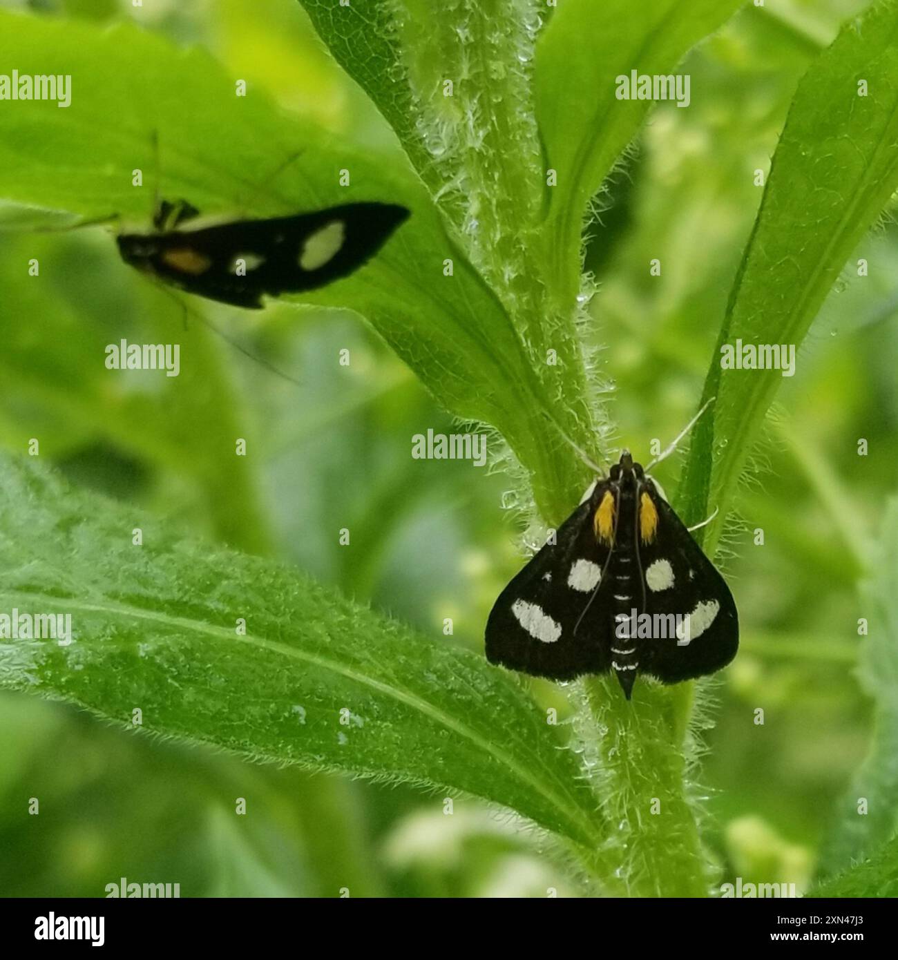 Anania funebris hi-res stock photography and images - Alamy