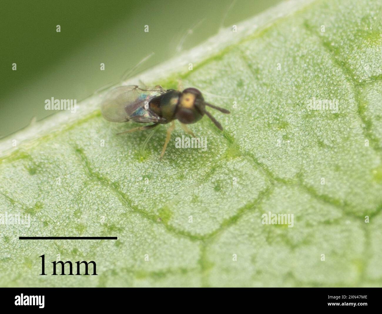 Chalcidoid Wasps (Chalcidoidea) Insecta Stock Photo - Alamy