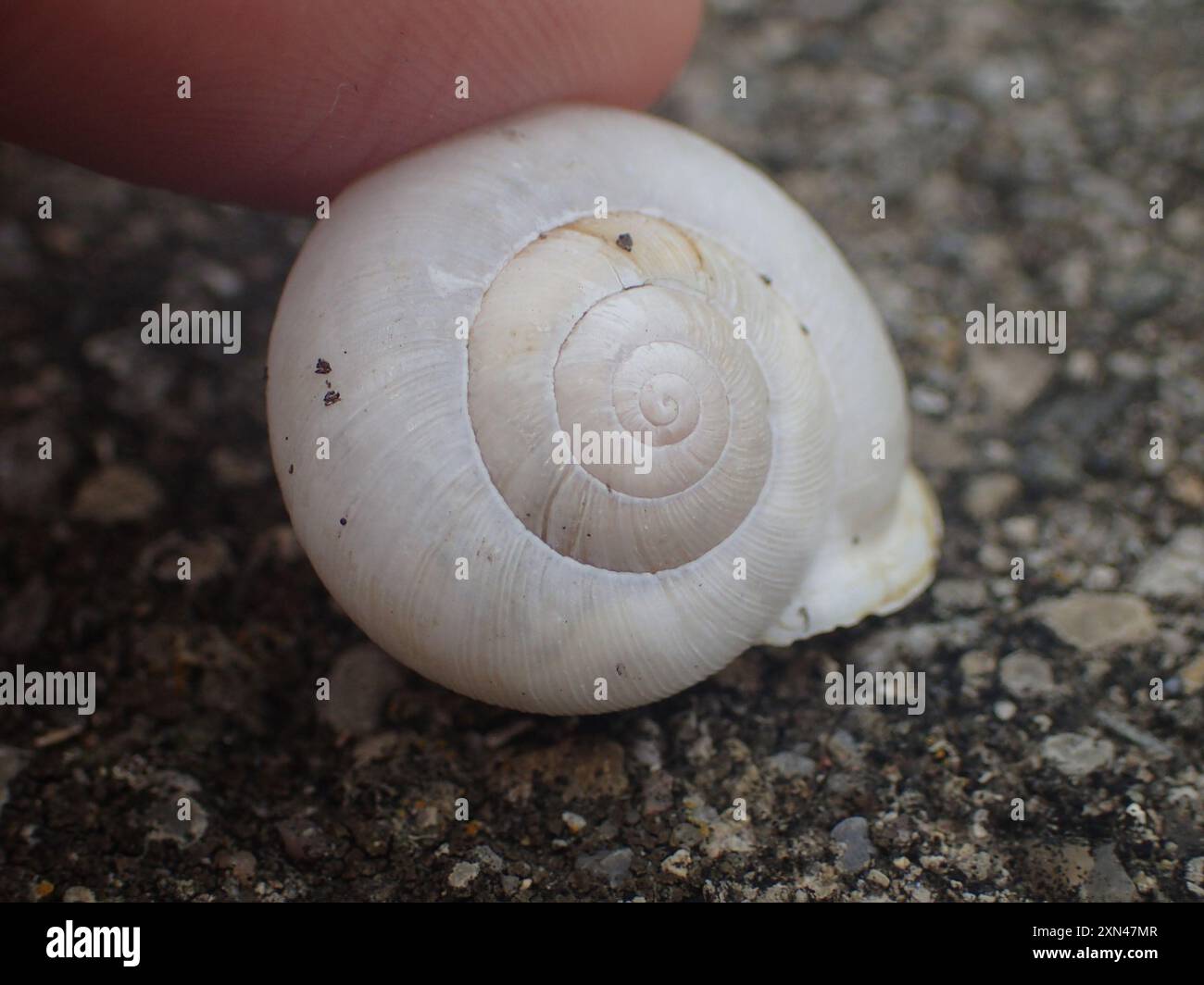 White-lip Globe Snail (Mesodon thyroidus) Mollusca Stock Photo - Alamy
