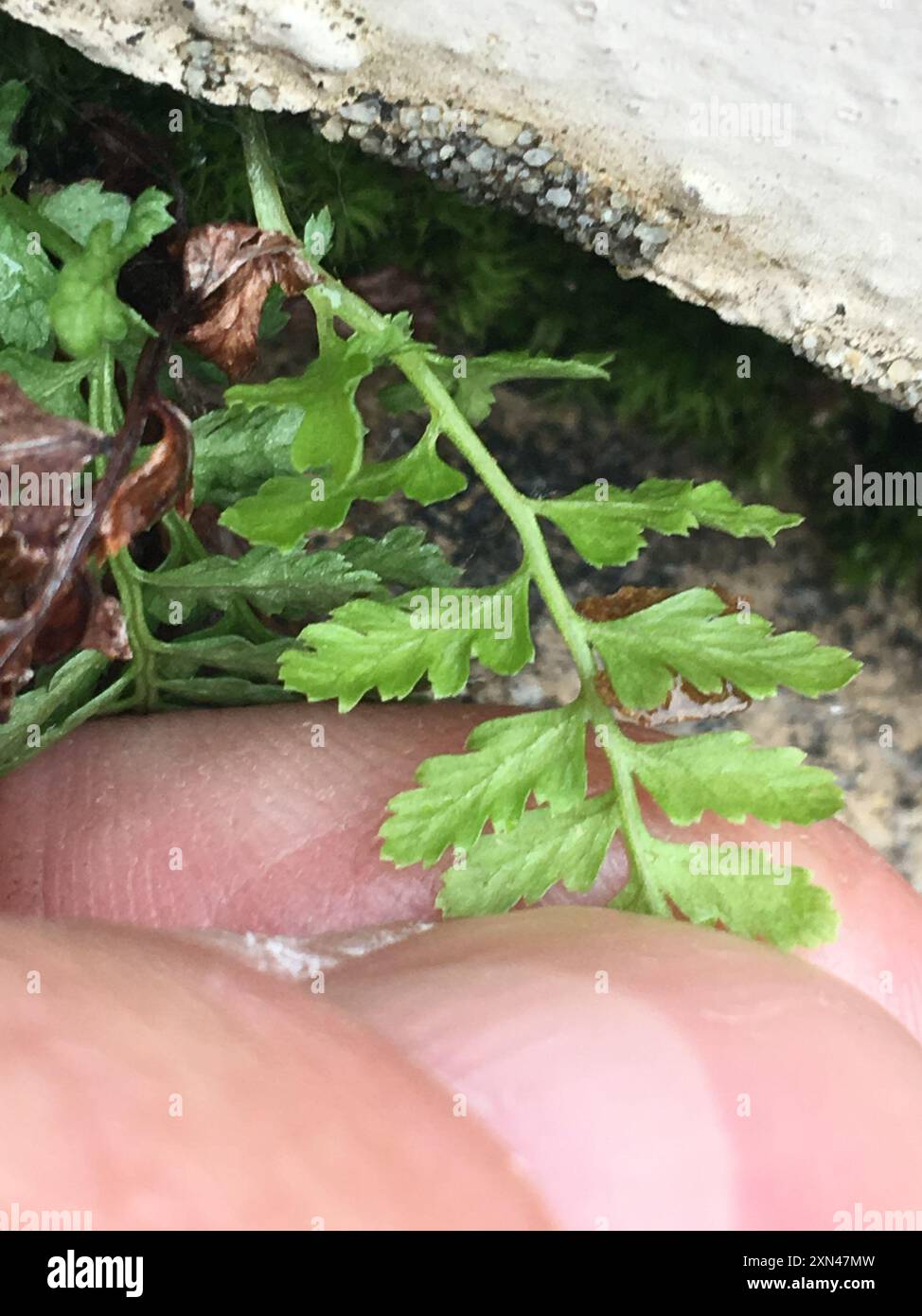Mackay's Fragile Fern (Cystopteris tenuis) Plantae Stock Photo - Alamy
