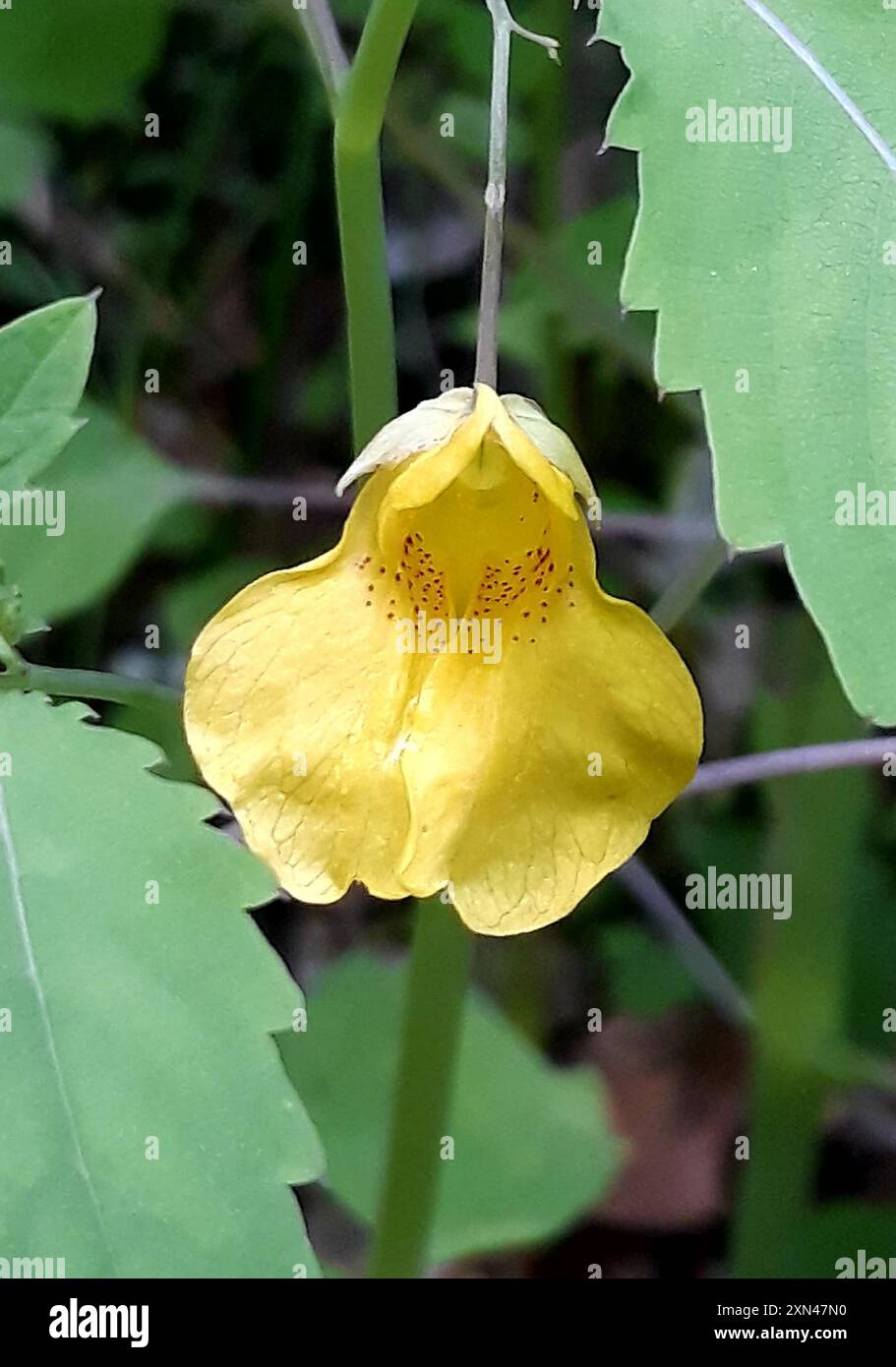 Touch-me-not Balsam (Impatiens noli-tangere) Plantae Stock Photo - Alamy