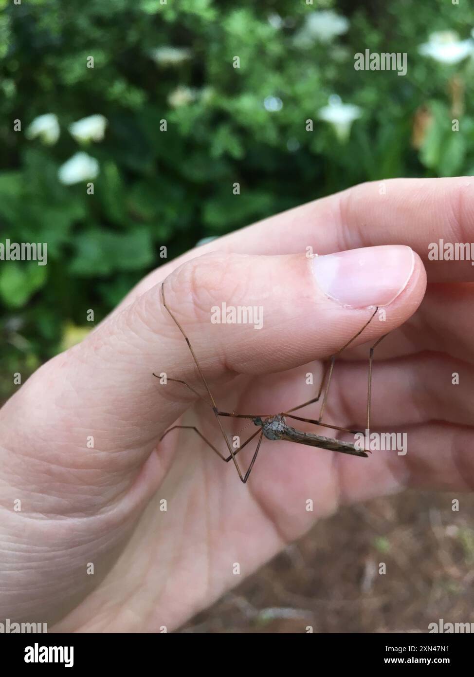 Limoniid Crane Flies (Limoniidae) Insecta Stock Photo - Alamy