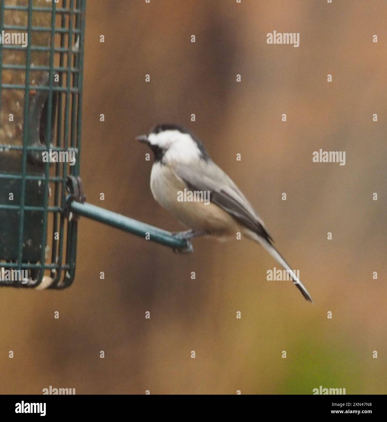 Carolina Chickadee (Poecile carolinensis) Aves Stock Photo - Alamy