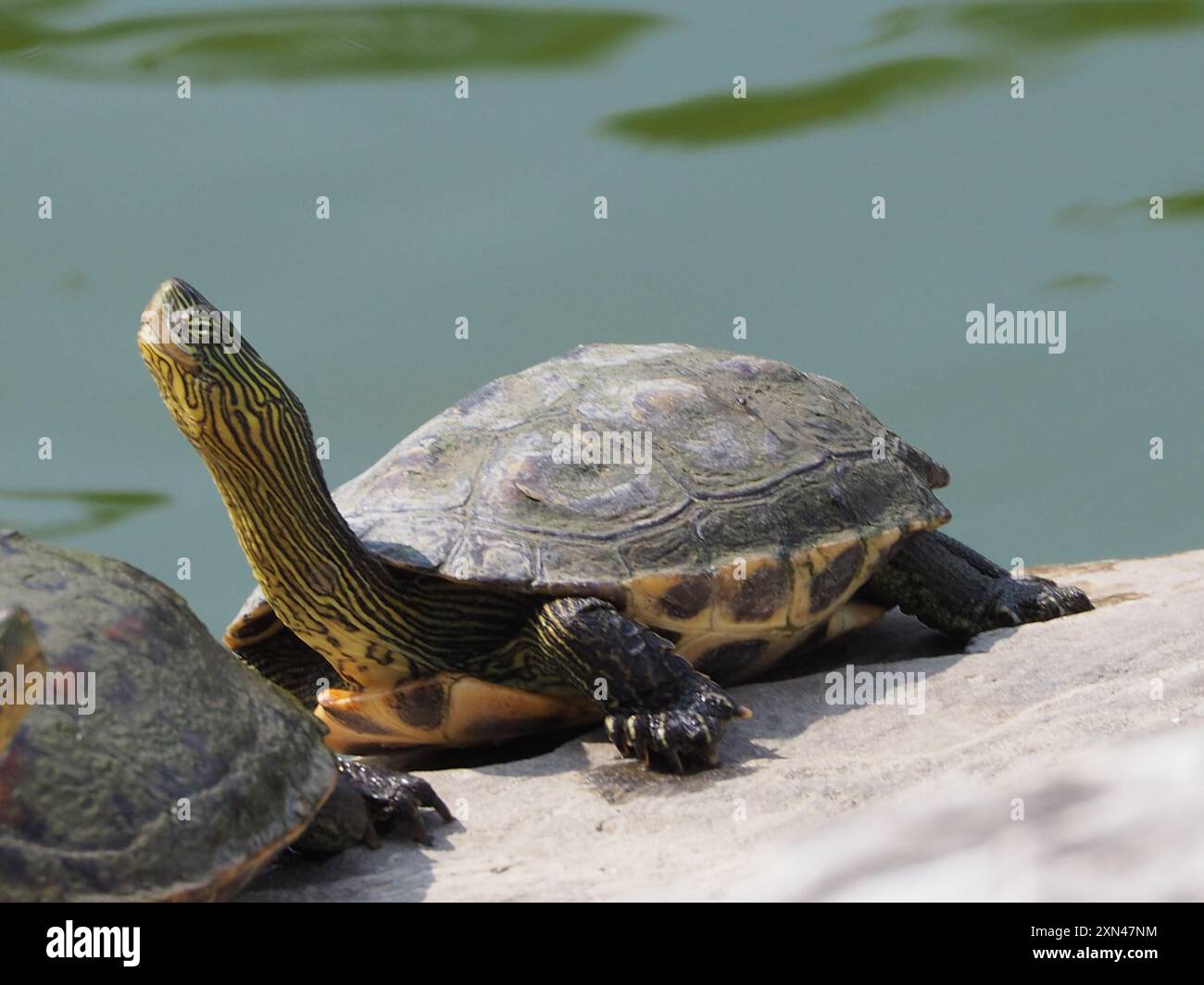 Common thread turtle (Mauremys sinensis) Reptilia Stock Photo - Alamy
