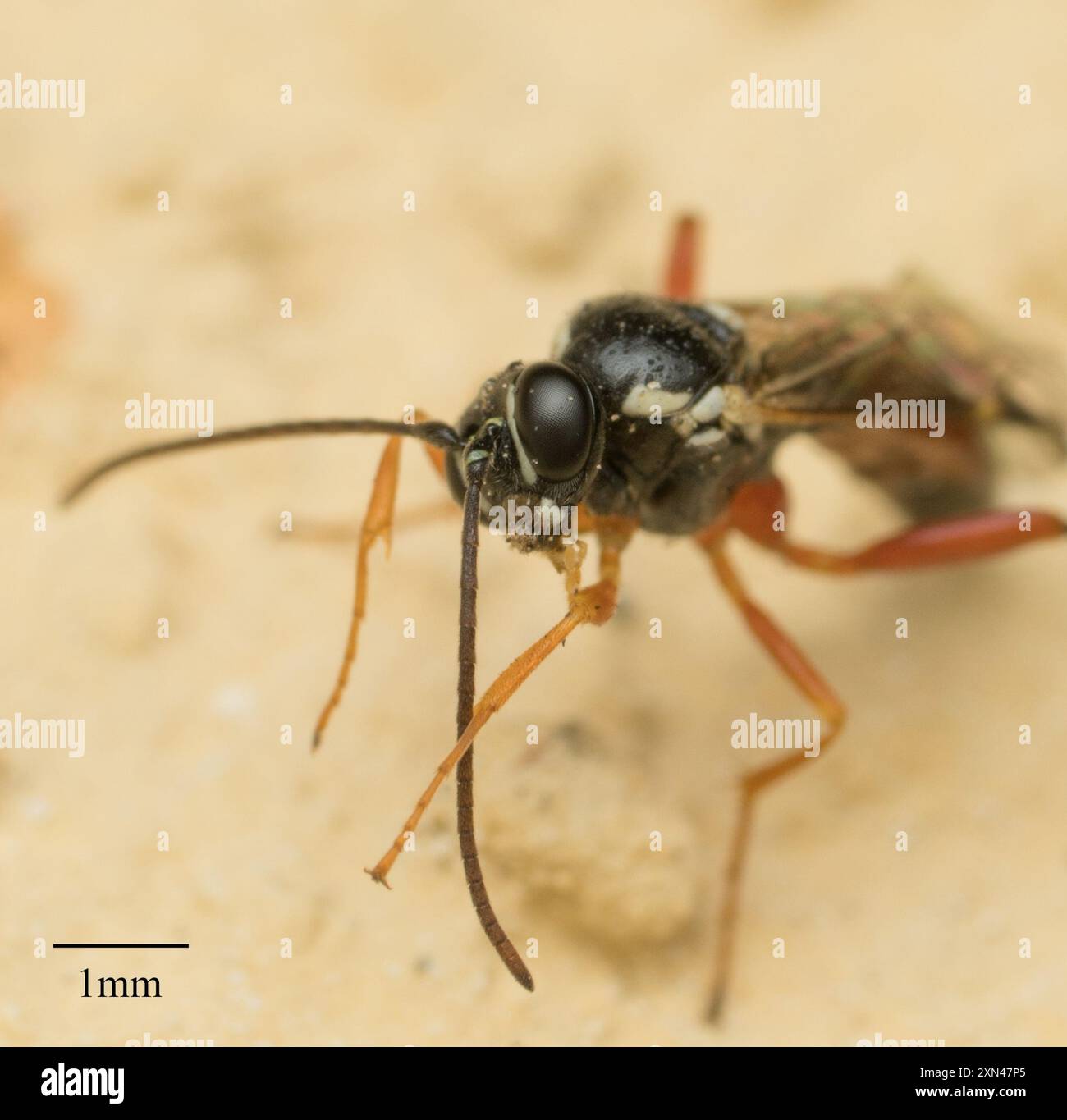 Diplazon laetatorius hi-res stock photography and images - Alamy