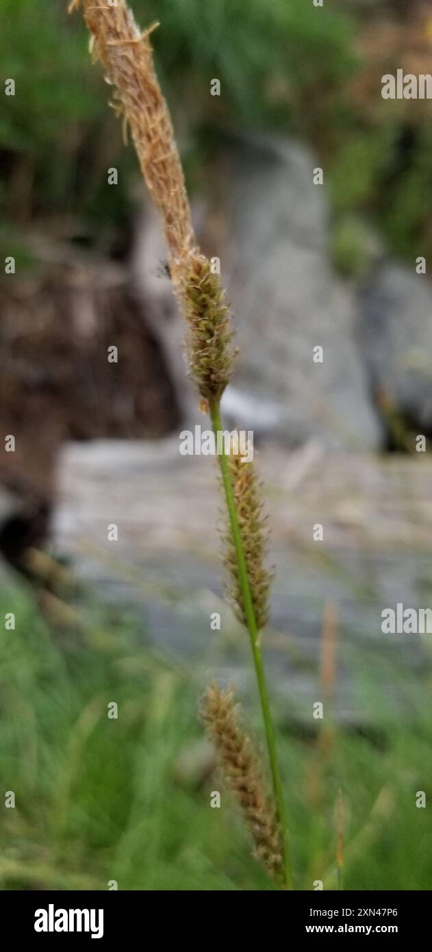 water sedge (Carex aquatilis) Plantae Stock Photo - Alamy