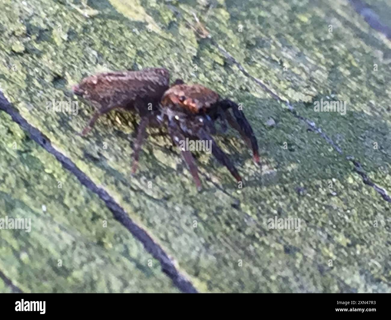 Golden-brown Jumping Spider (Trite auricoma) Arachnida Stock Photo - Alamy