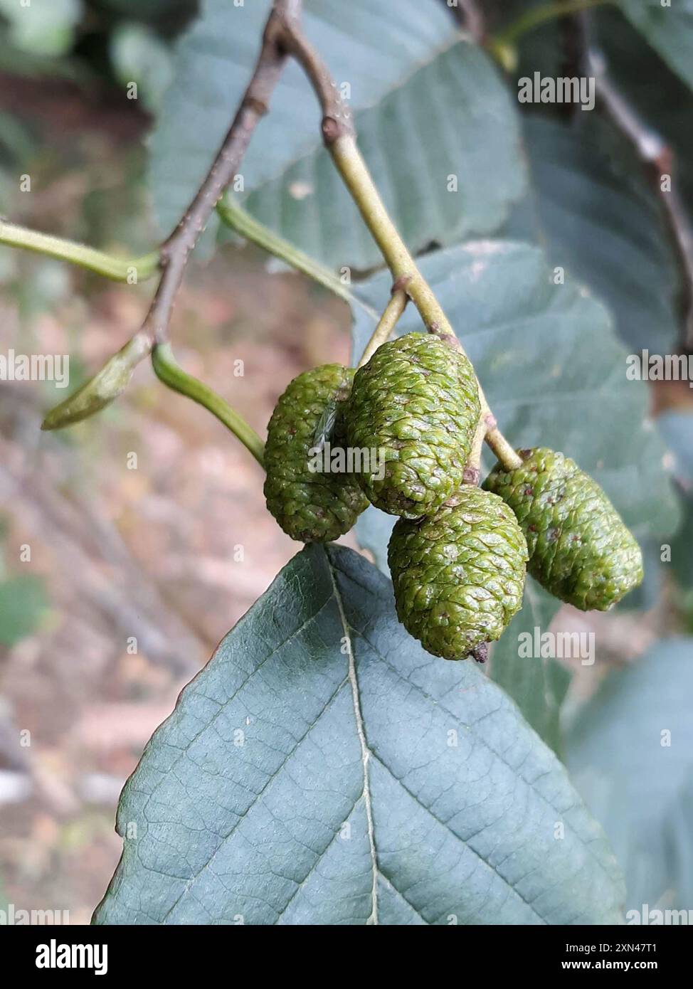 Red Alder (Alnus rubra) Plantae Stock Photo - Alamy