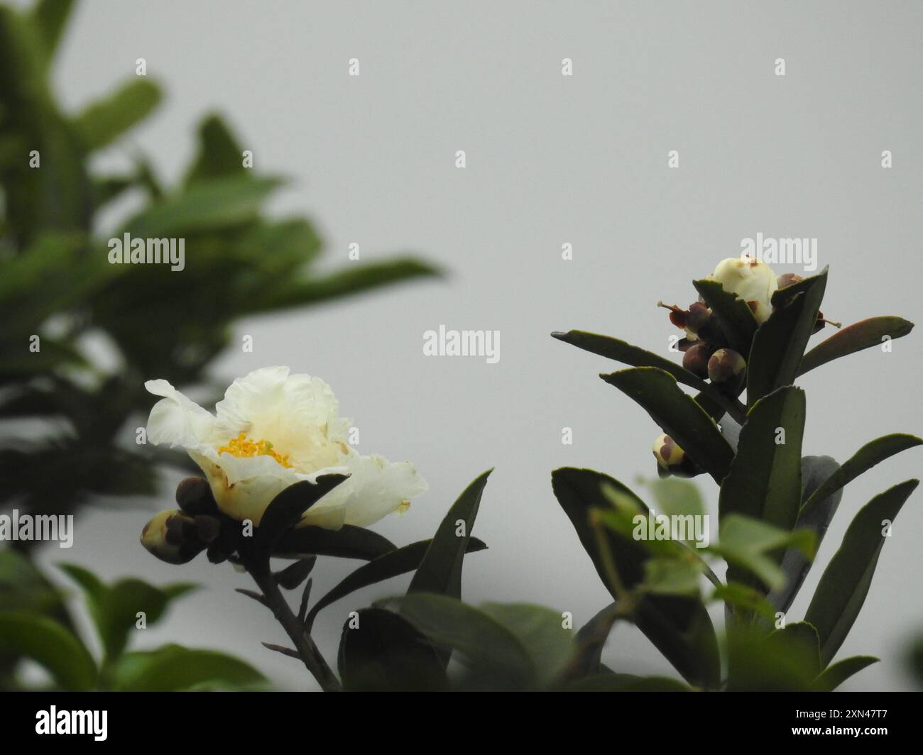 Fried egg plant (Polyspora axillaris) Plantae Stock Photo - Alamy