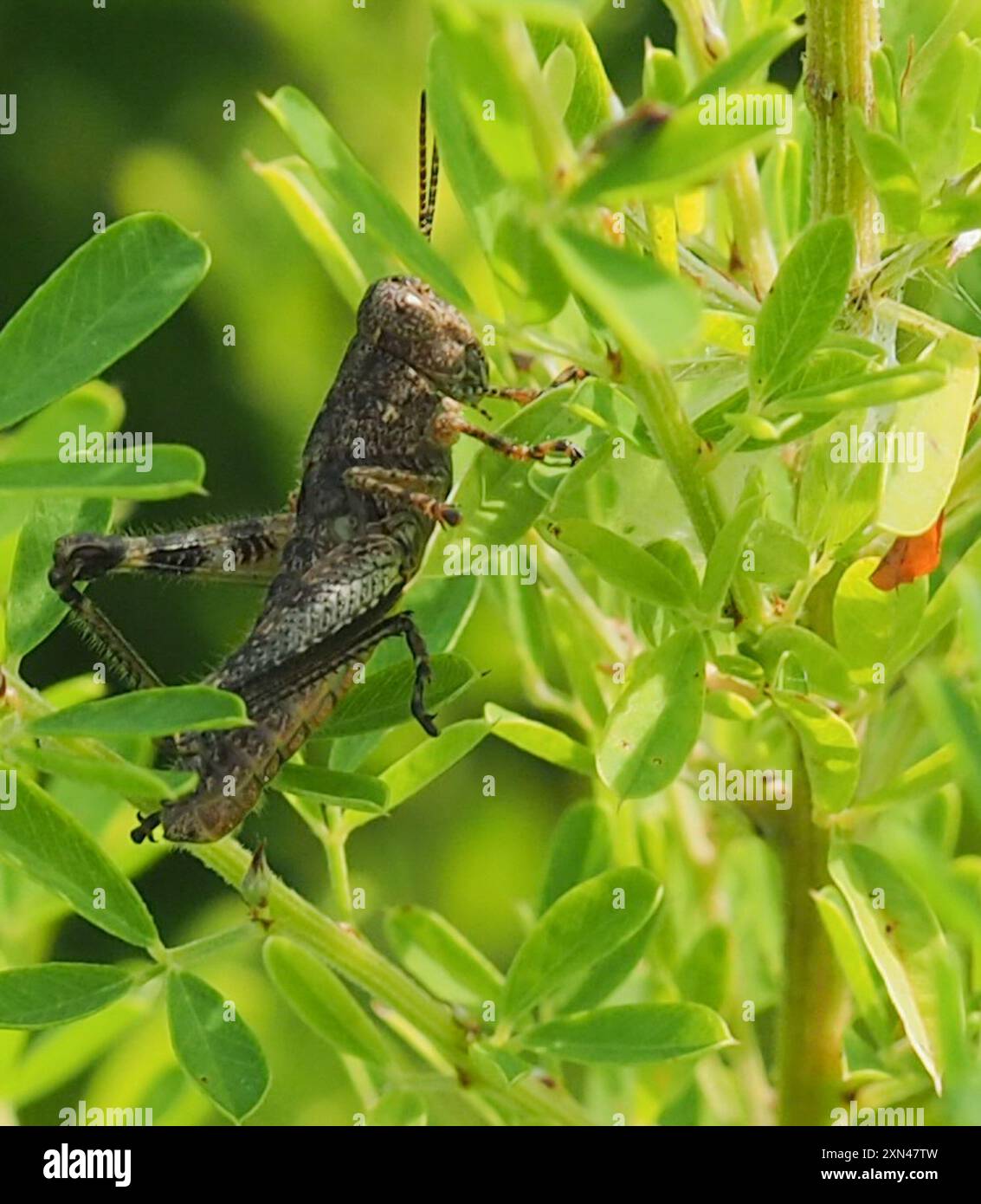 North American Spur-throated Grasshoppers (Melanoplus) Insecta Stock ...