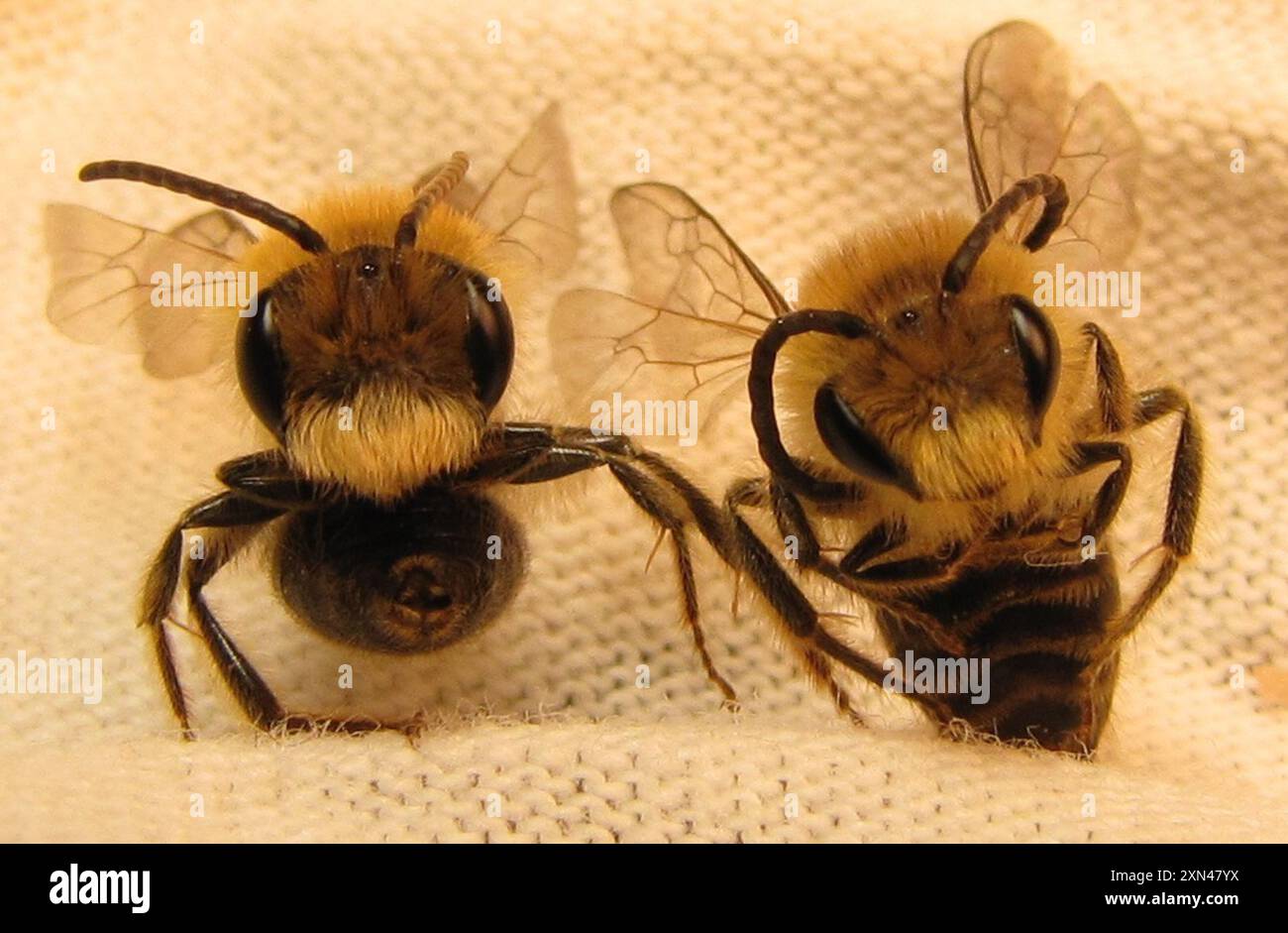 Mining Bees (Andrena) Insecta Stock Photo - Alamy