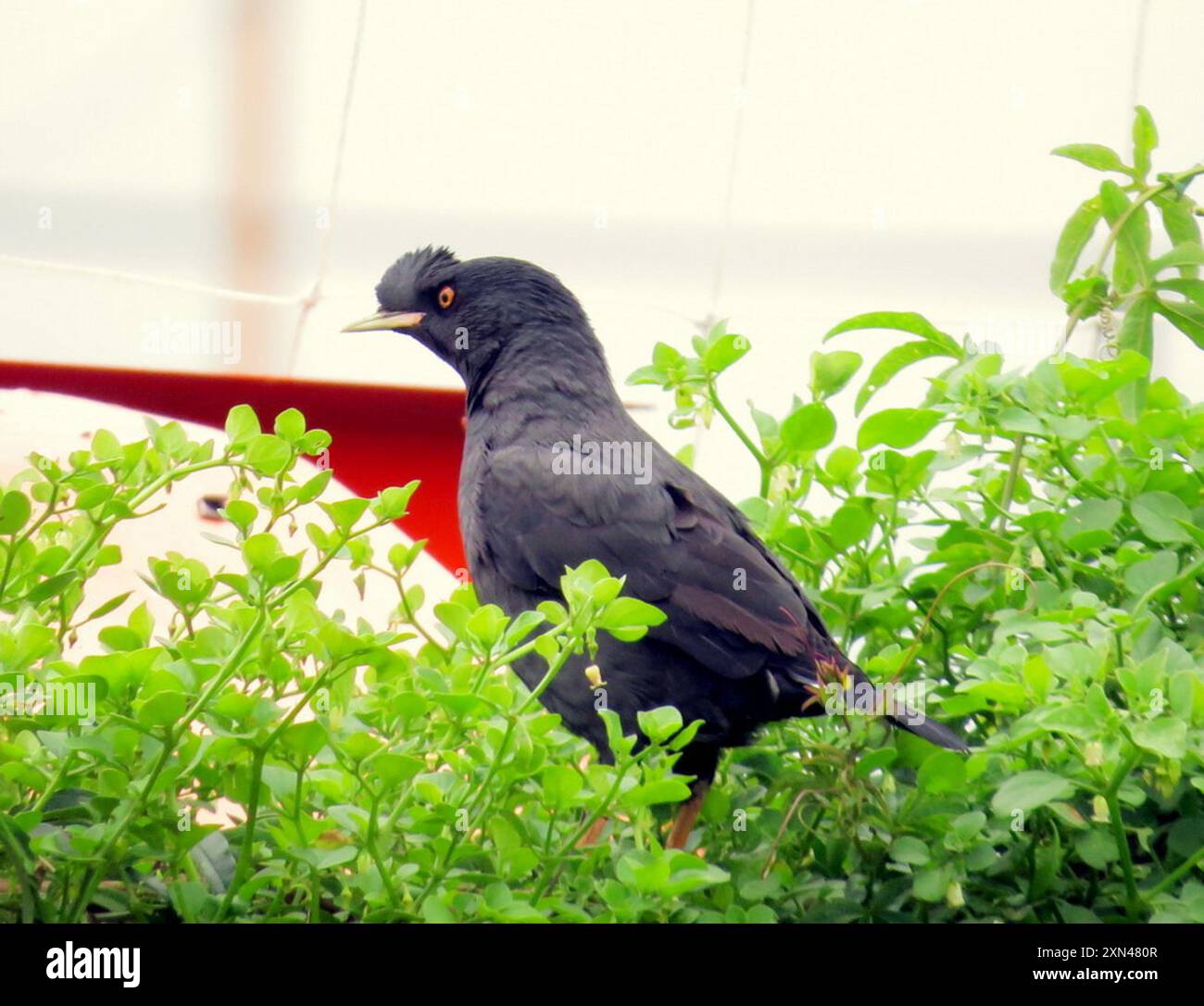Crested Myna (Acridotheres cristatellus) Aves Stock Photo - Alamy