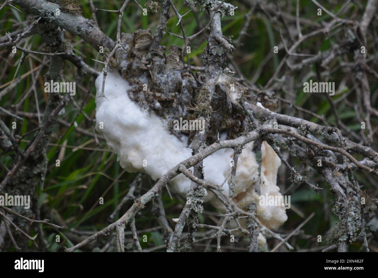 Grey Foam-nest Tree Frog (Chiromantis xerampelina) Amphibia Stock Photo - Alamy
