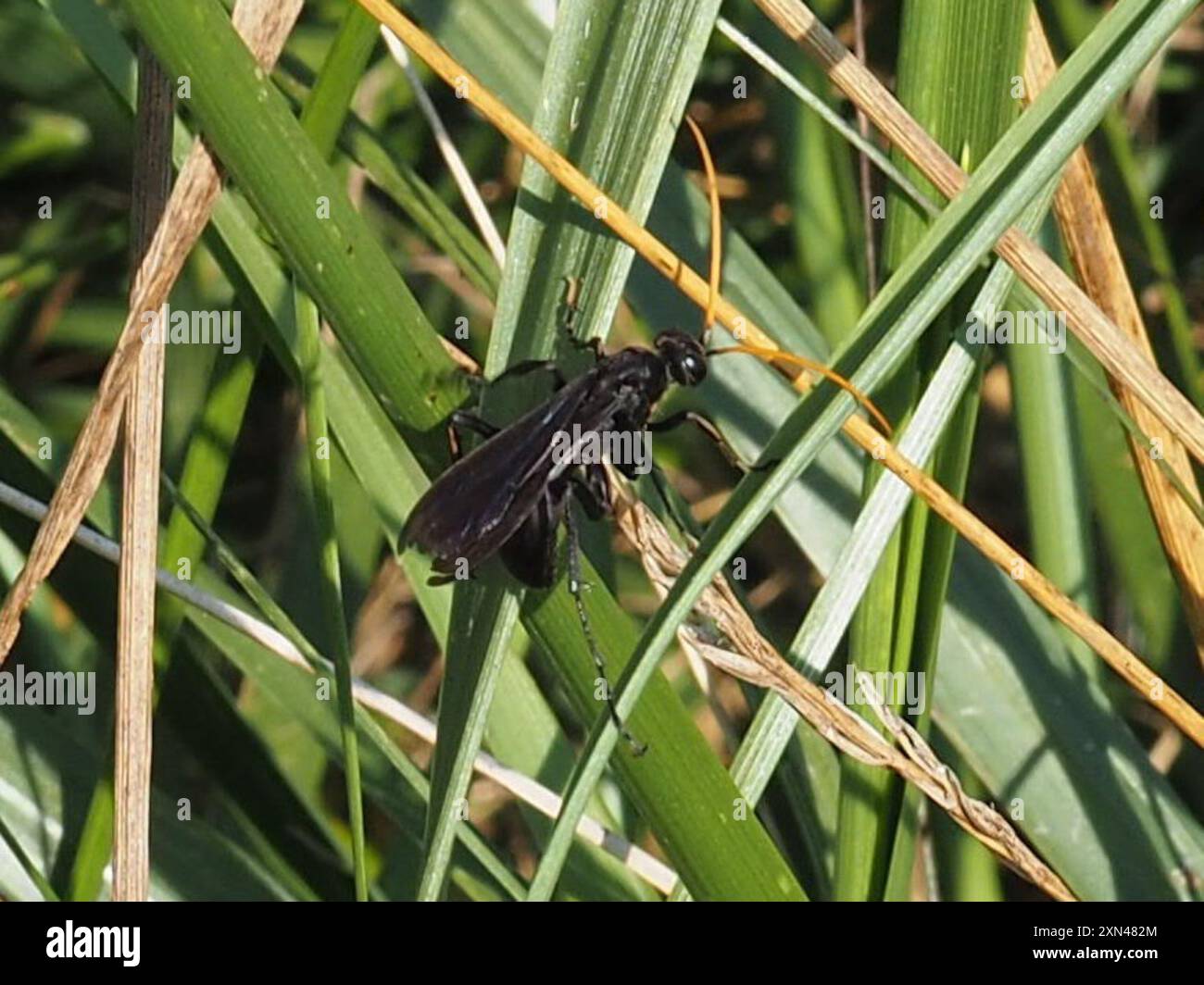 Tarantula-hawk Wasps and Allies (Pepsini) Insecta Stock Photo - Alamy