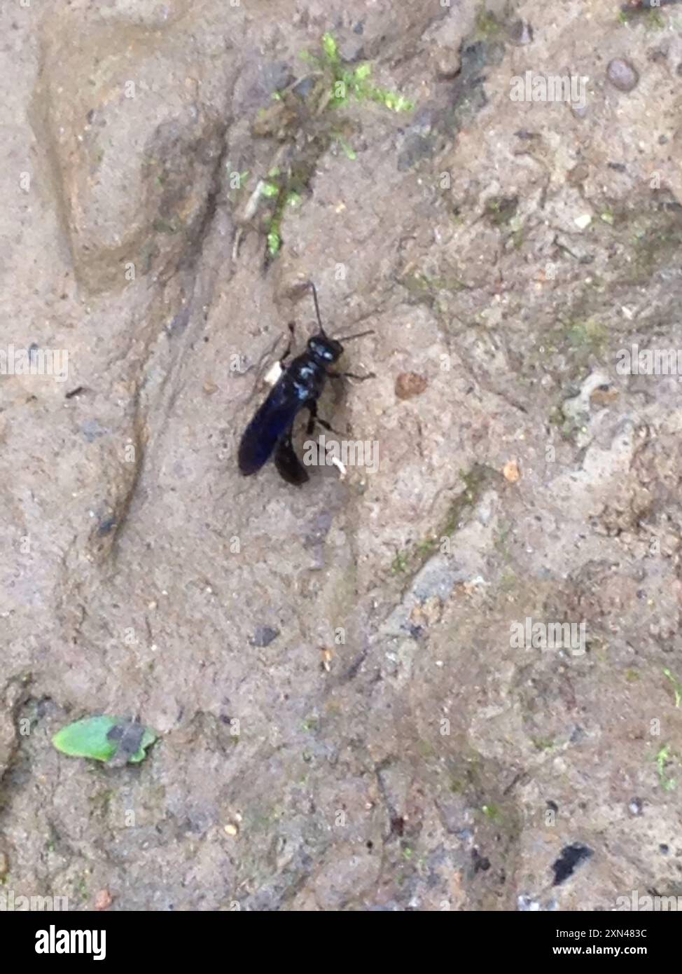 Organ-pipe Mud-dauber Wasp (Trypoxylon politum) Insecta Stock Photo - Alamy