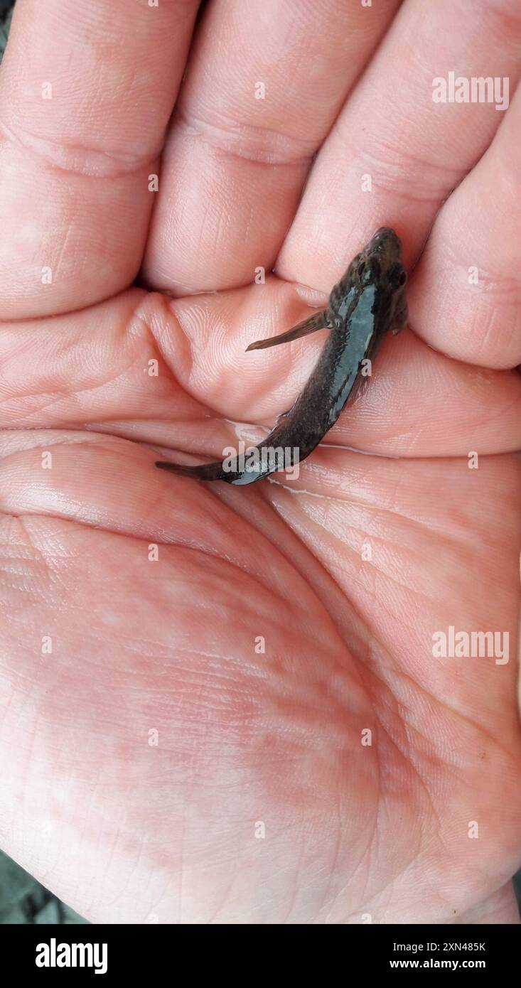 Common Triplefin (Forsterygion lapillum) Actinopterygii Stock Photo - Alamy